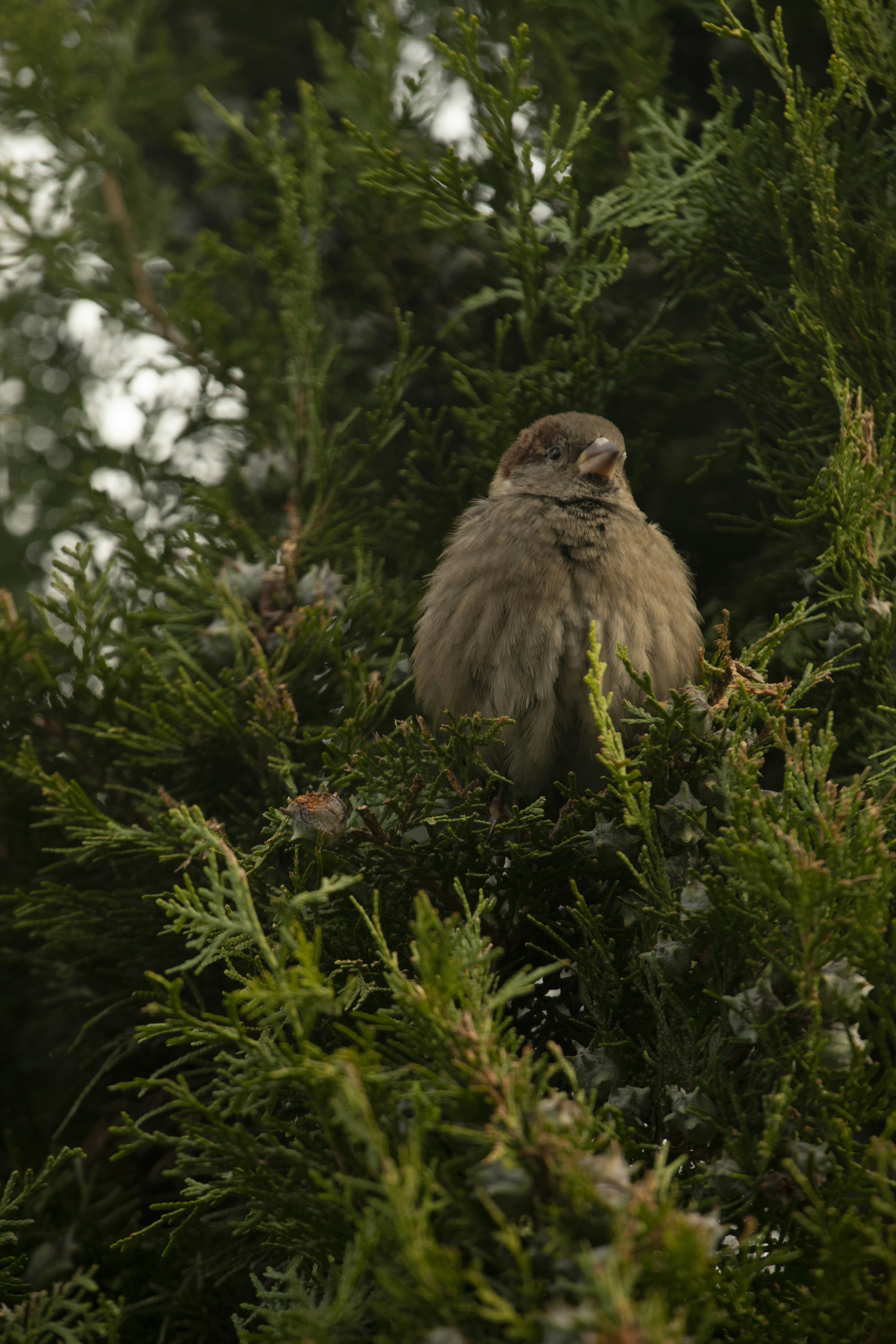 Hidden in the Green: A Sparrows' Quiet Perch