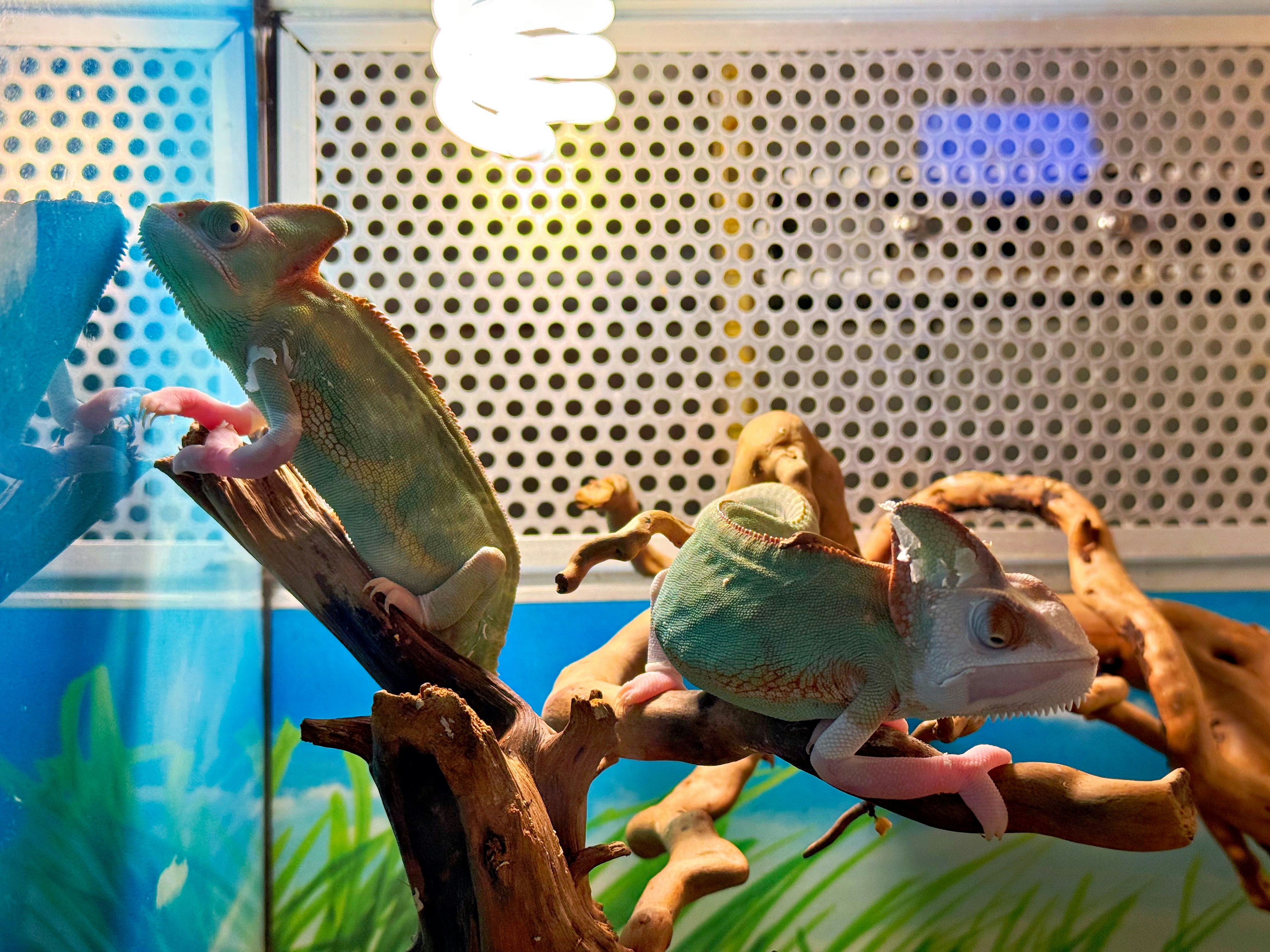 A display of a lizard on a tree branch photo – Free Human Image on Unsplash