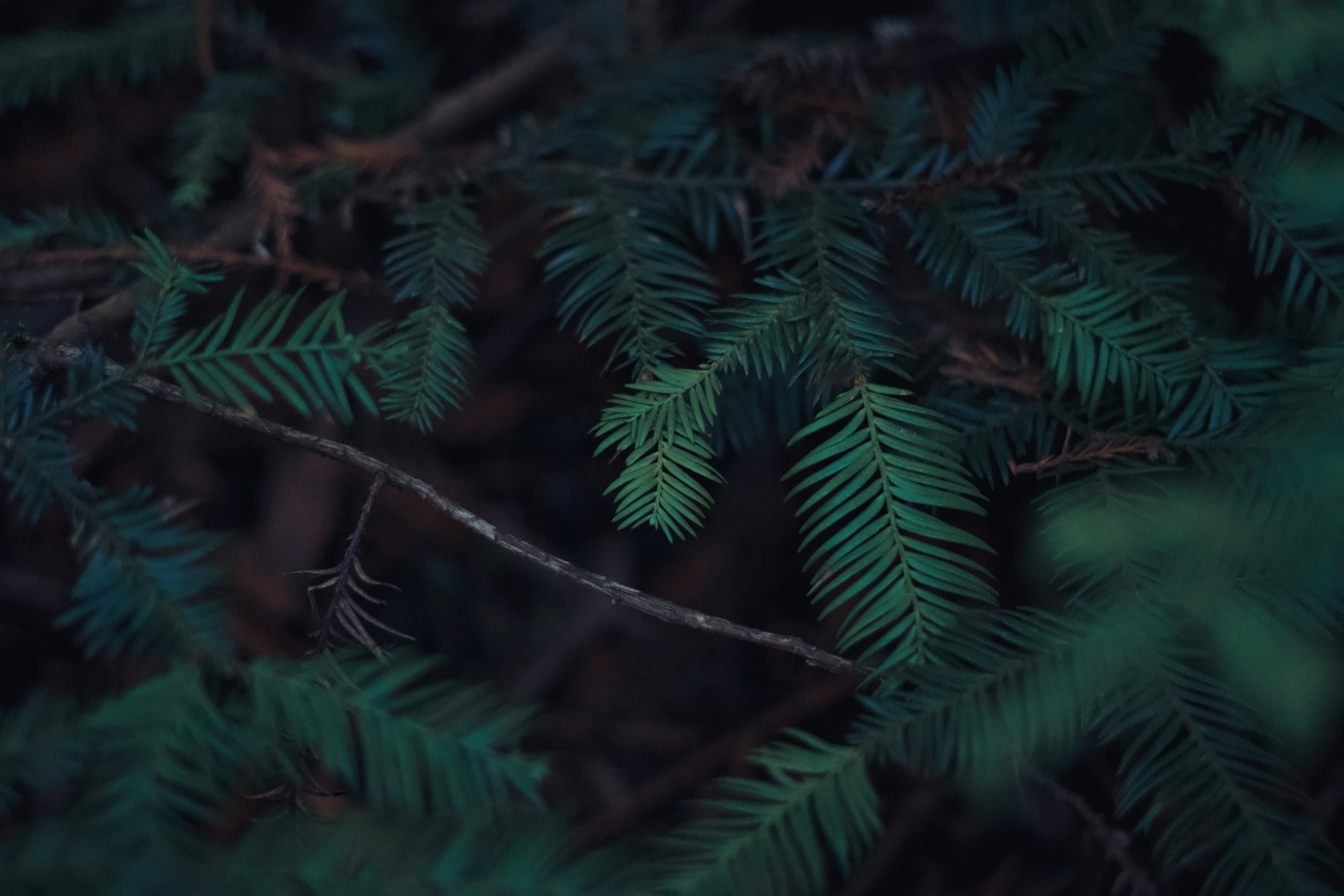 Close-up of dark green evergreen needles in a dense forest setting.