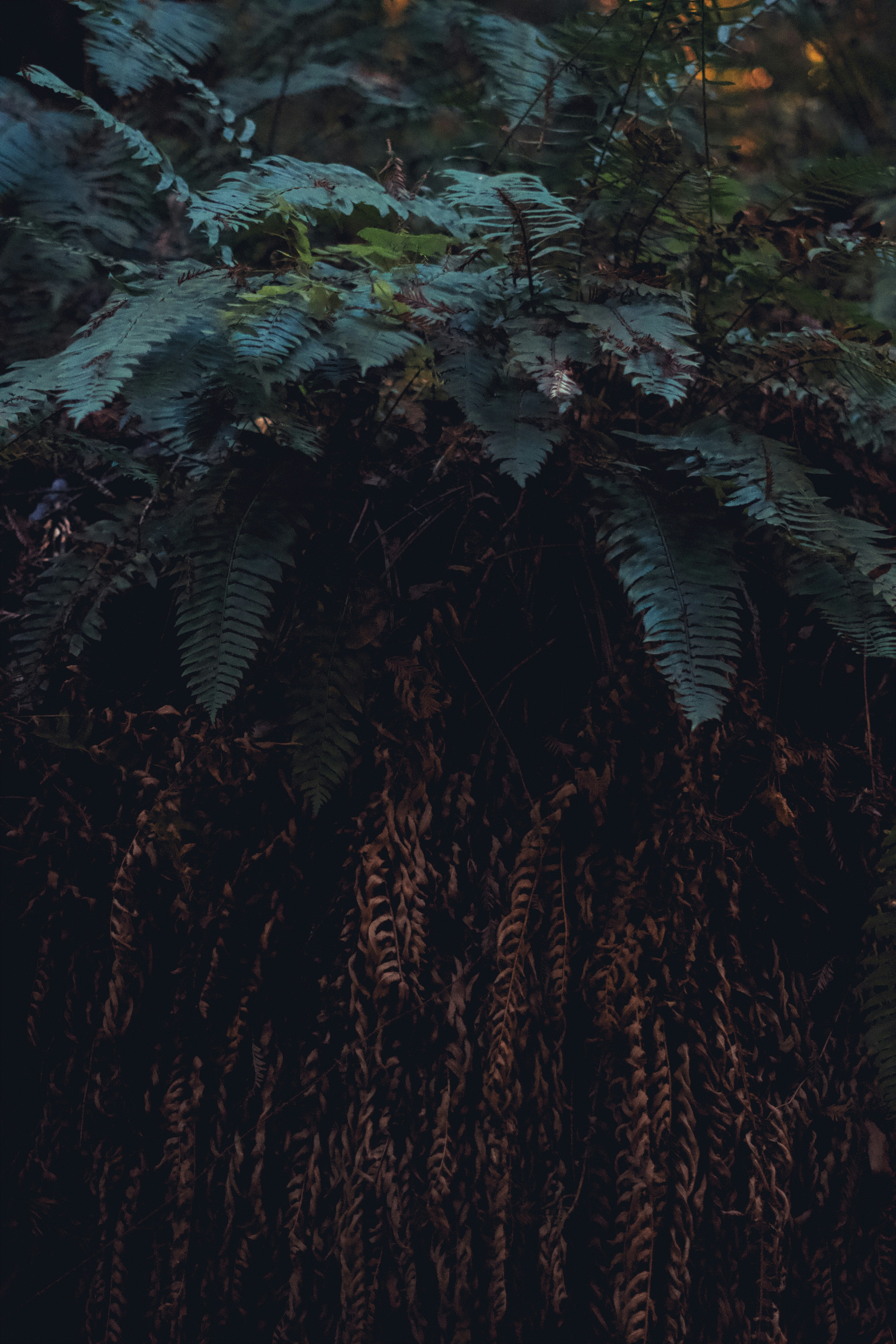 Nightbound Ferns: A Quiet Understory in Deep Shade