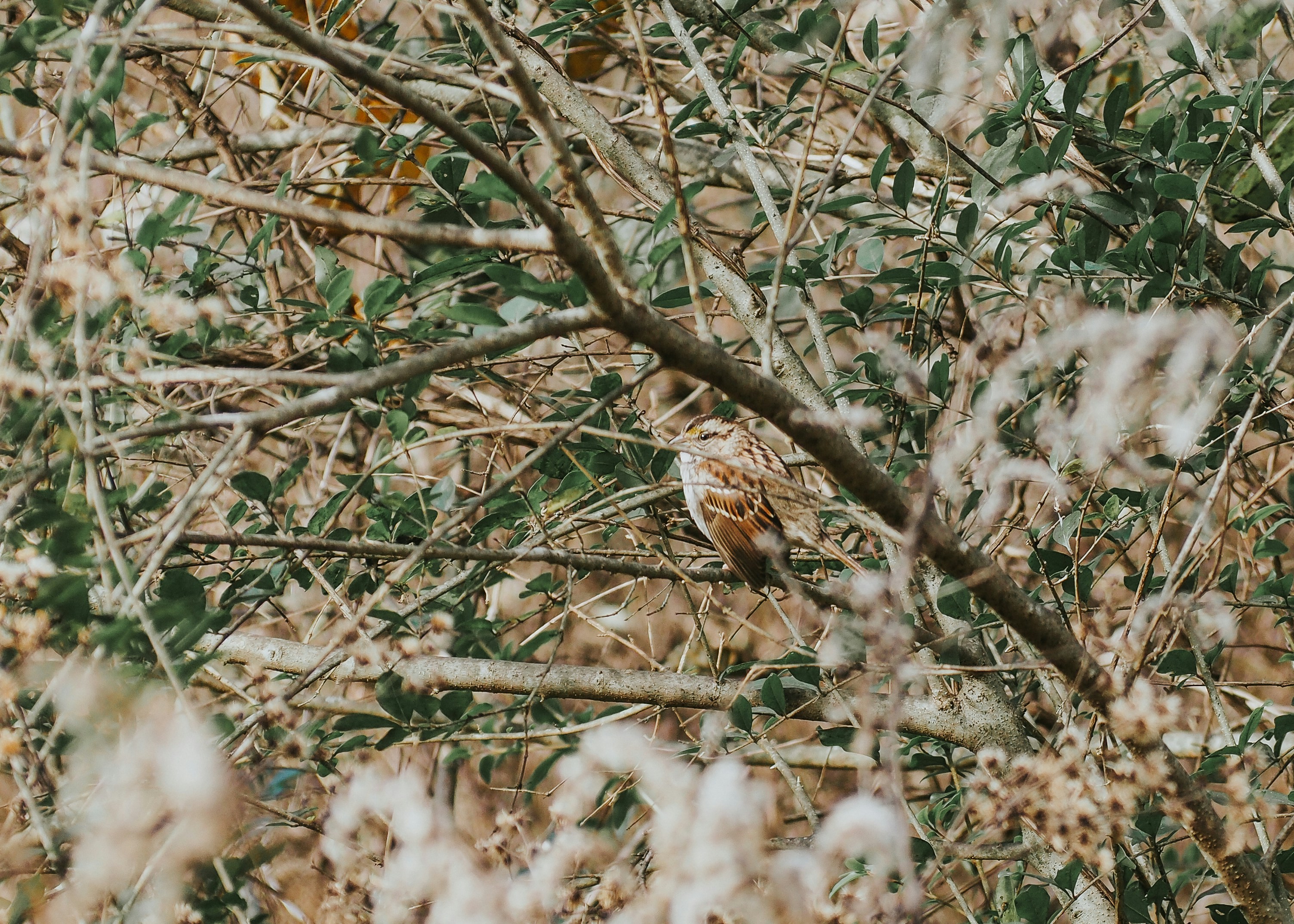 Tiny Bird in a Tangle of Spring Blooms