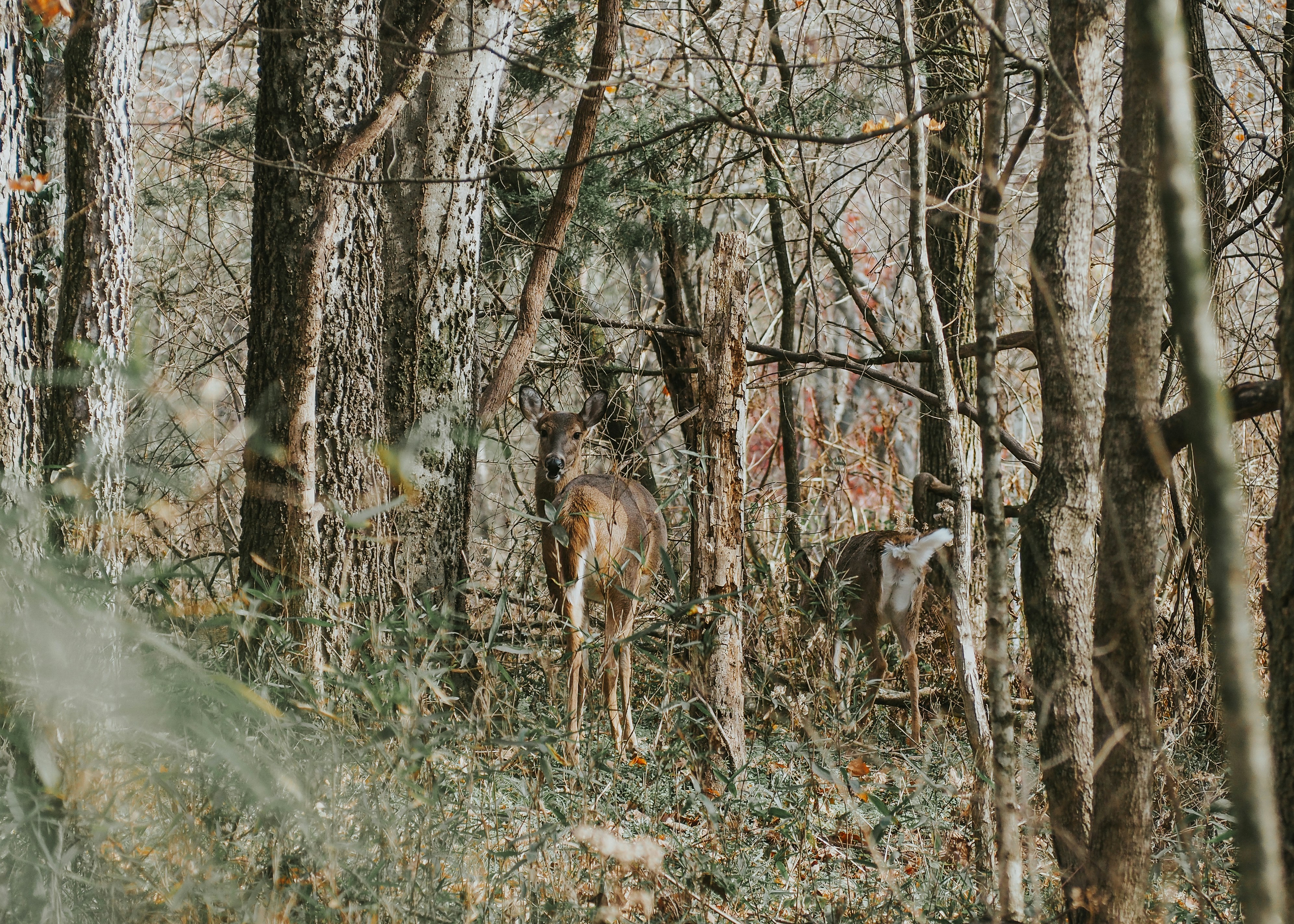 Photo by Barbara Burgess with Olympus PEN-F