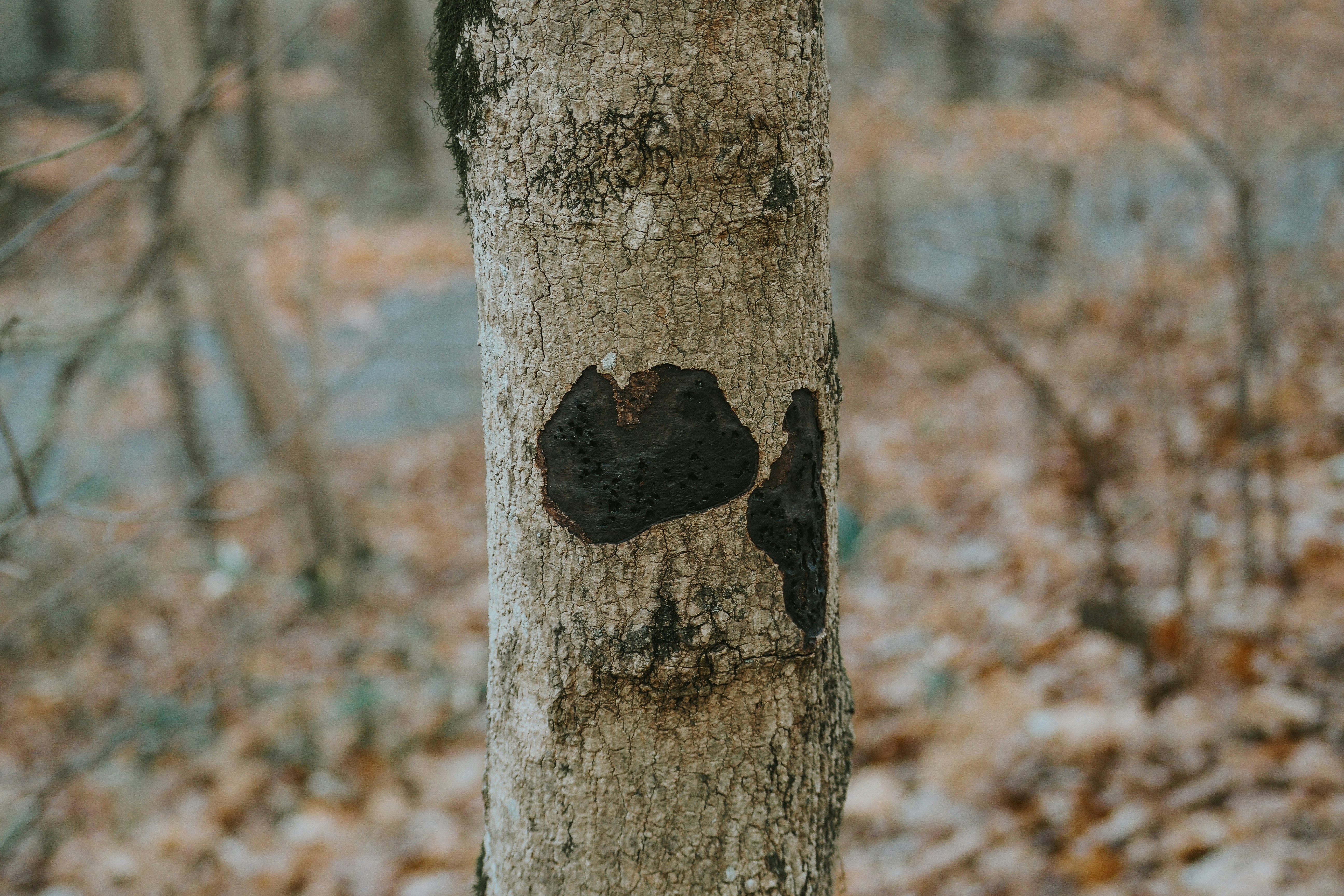Heart on Bark: A Quiet Forest Portrait