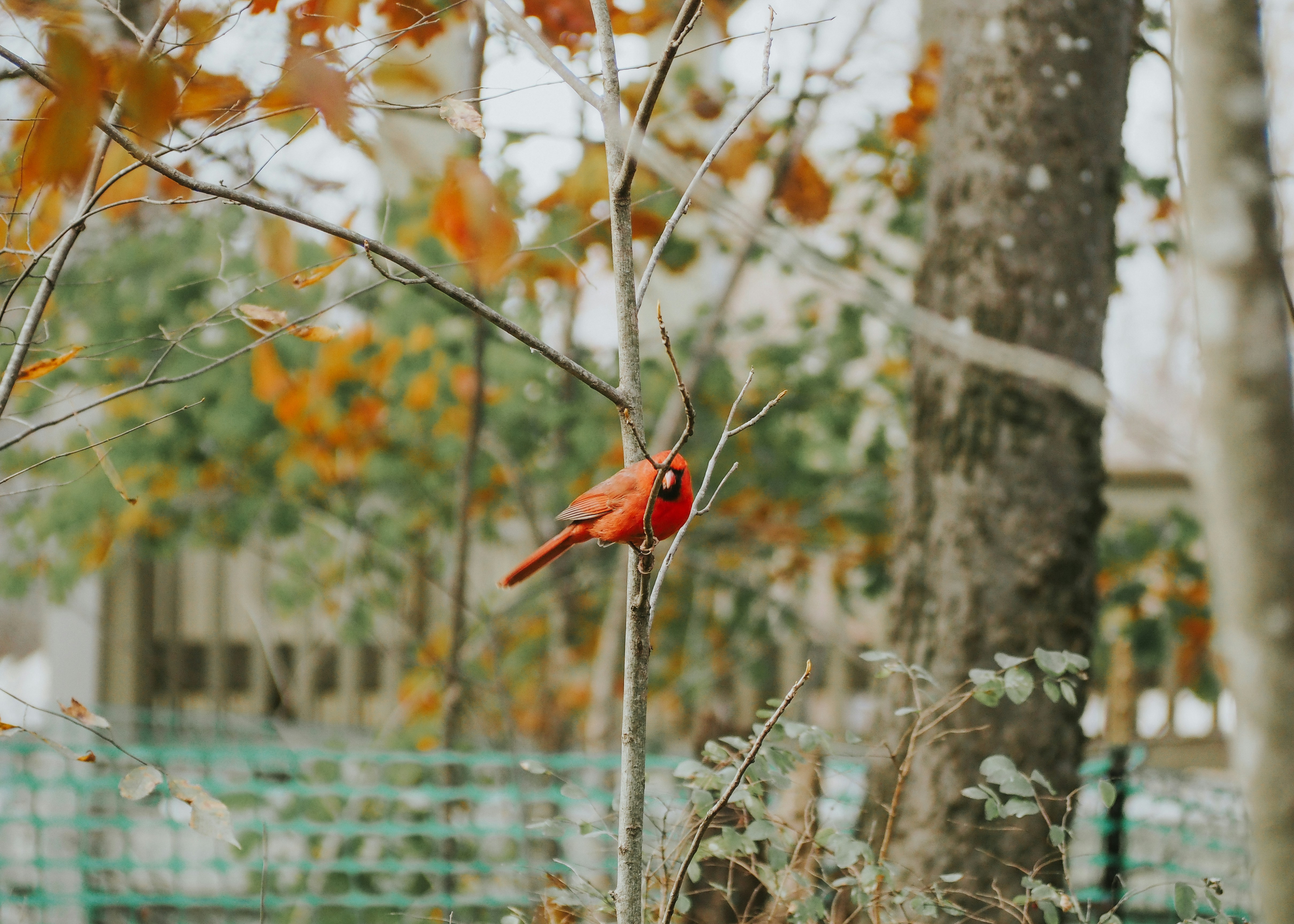 Scarlet Cardinal on a Slim Twig: Autumn Quiet in a Garden