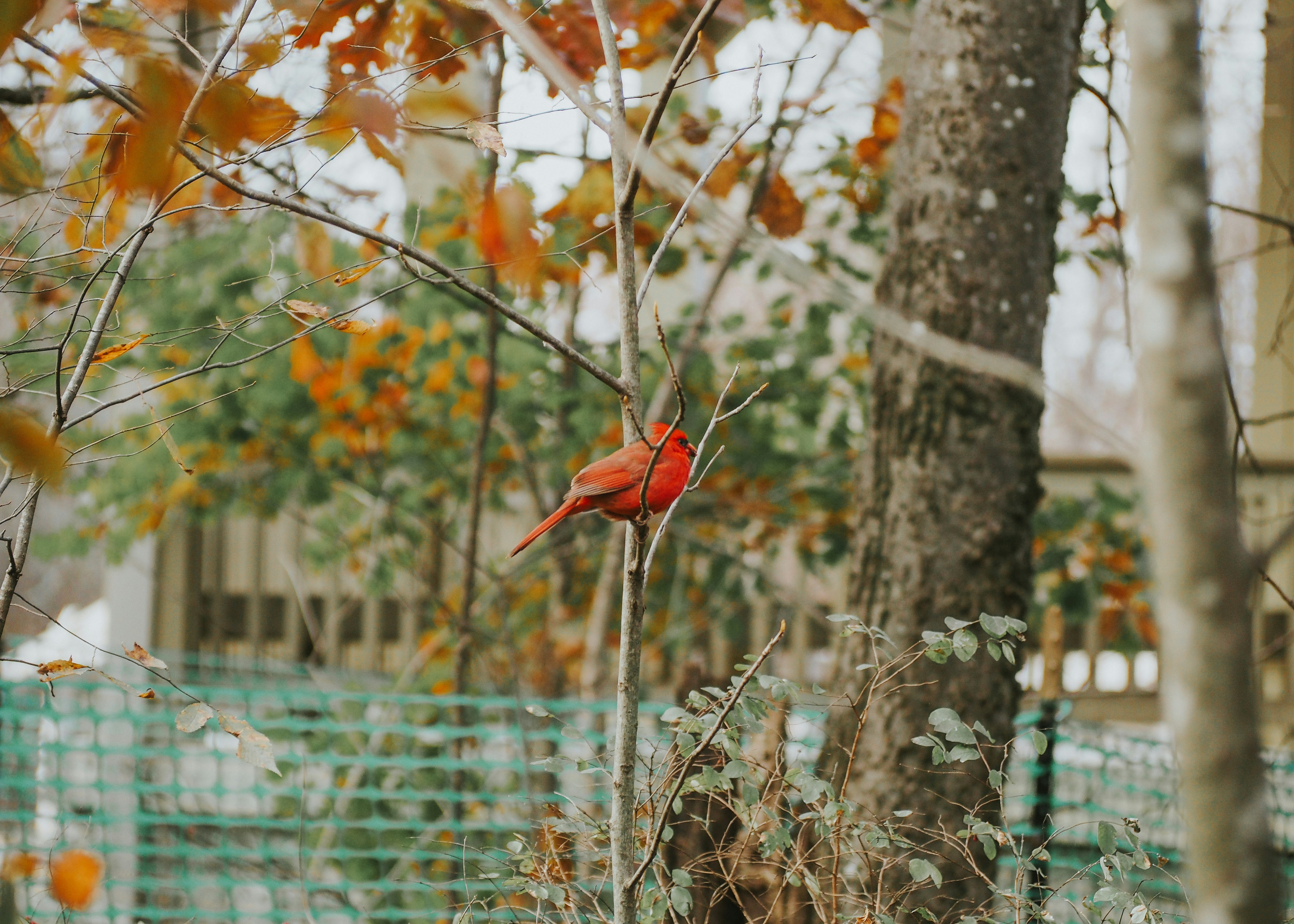 Crimson Leaf on a Fragile Twig, Framed by Autumn Fade