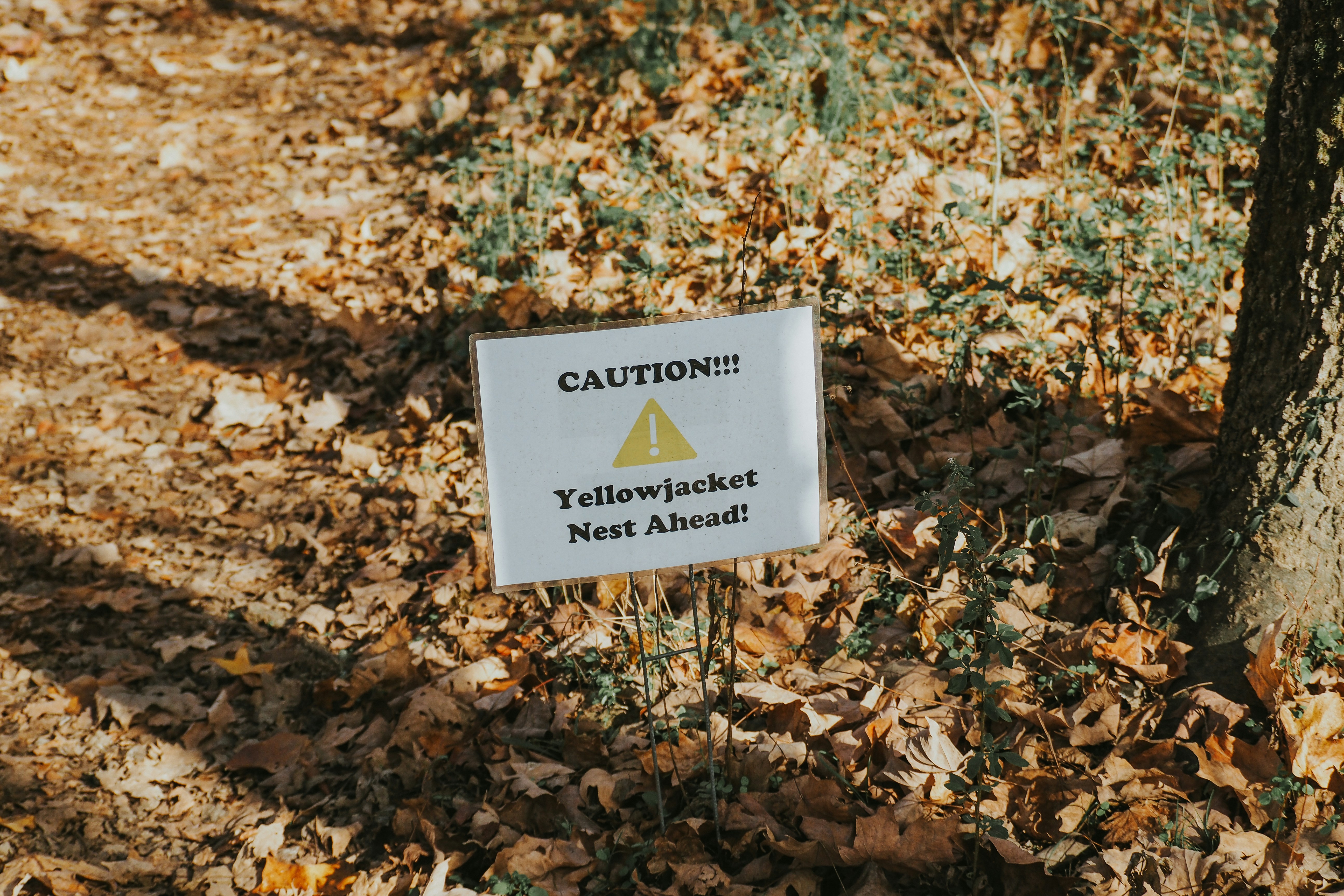 Caution on the Forest Floor: Yellowjacket Nest Ahead Sign Amid Fallen Leaves