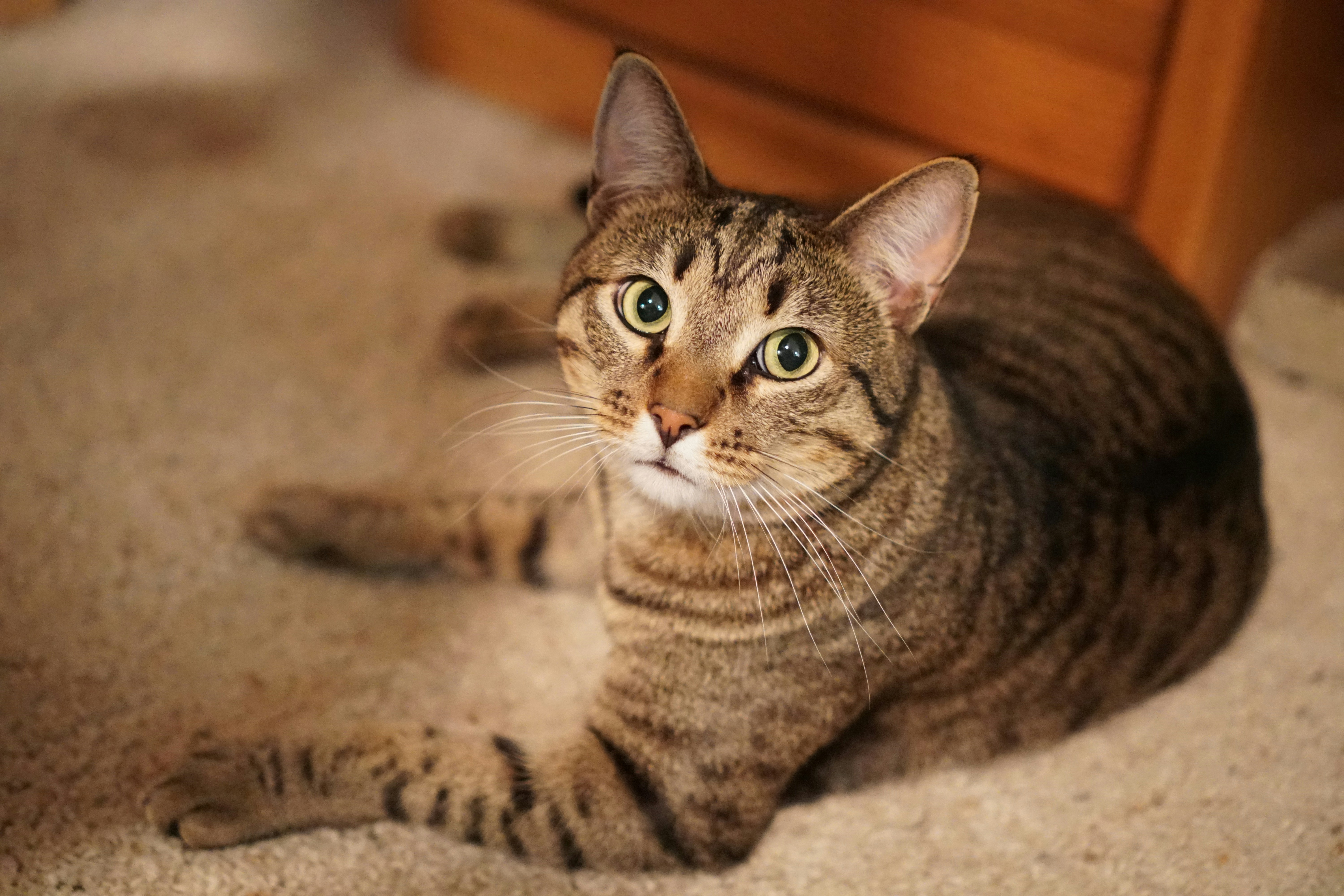 Amber-eyed tabby on a sunlit carpet, a quiet moment of curiosity