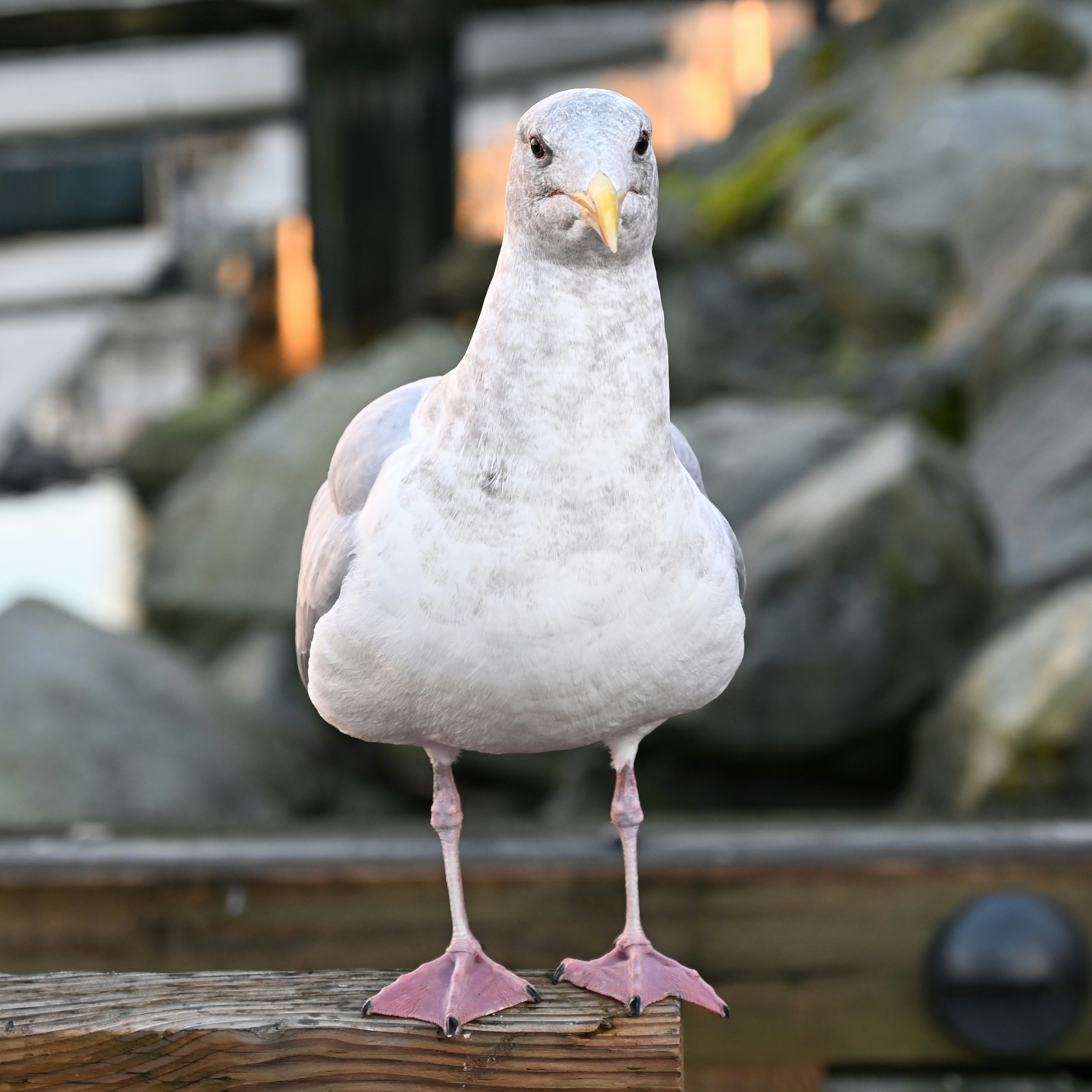 Gull on a Weathered Rail: A Quiet Pier Watcher