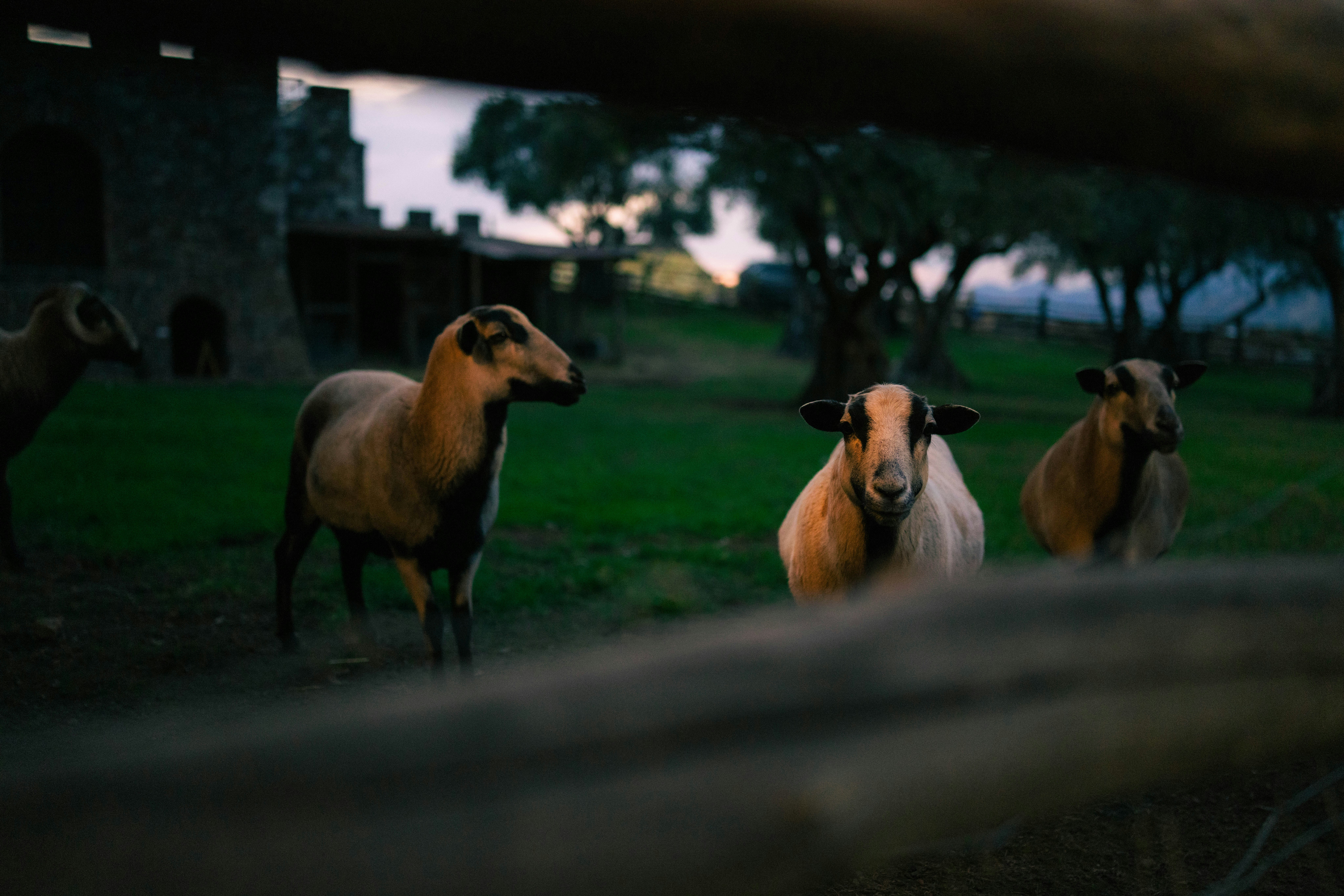 Dusk Watchers: Goats Peering Through a Rustic Fence