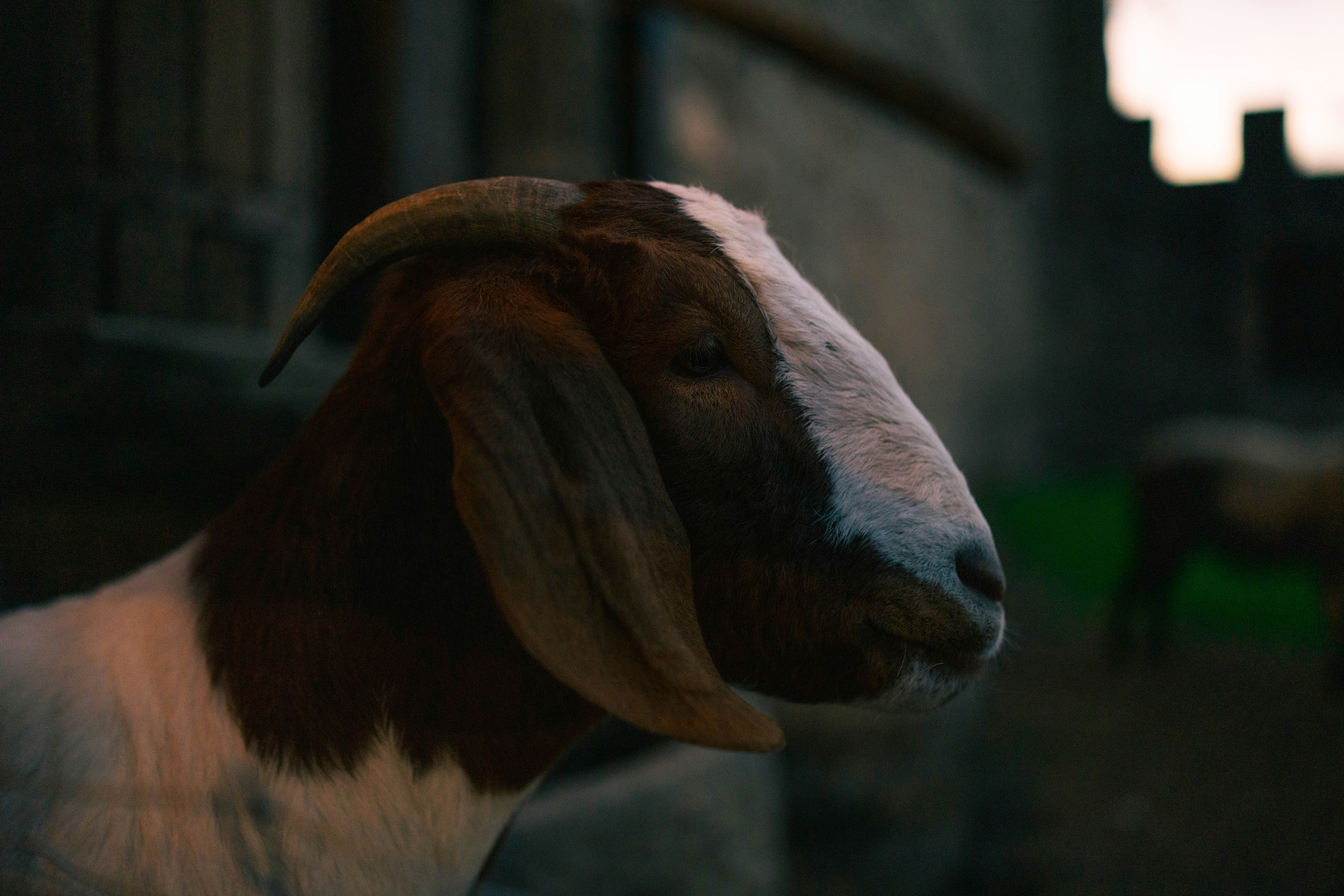 A brown and white goat standing next to a building photo – Free Goat ...