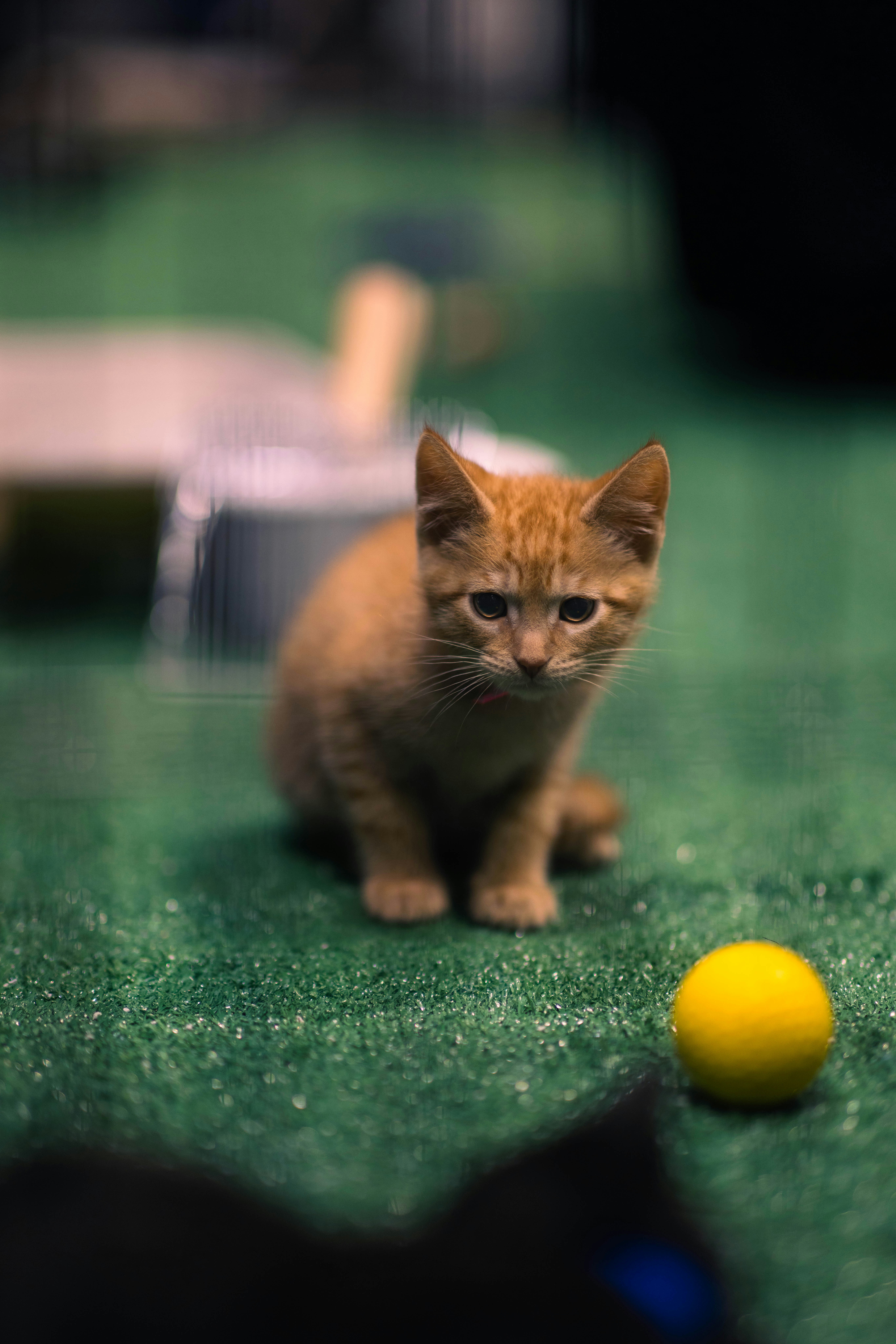 Curious Ginger Kitten on Neon Turf Faces a Bright Yellow Ball