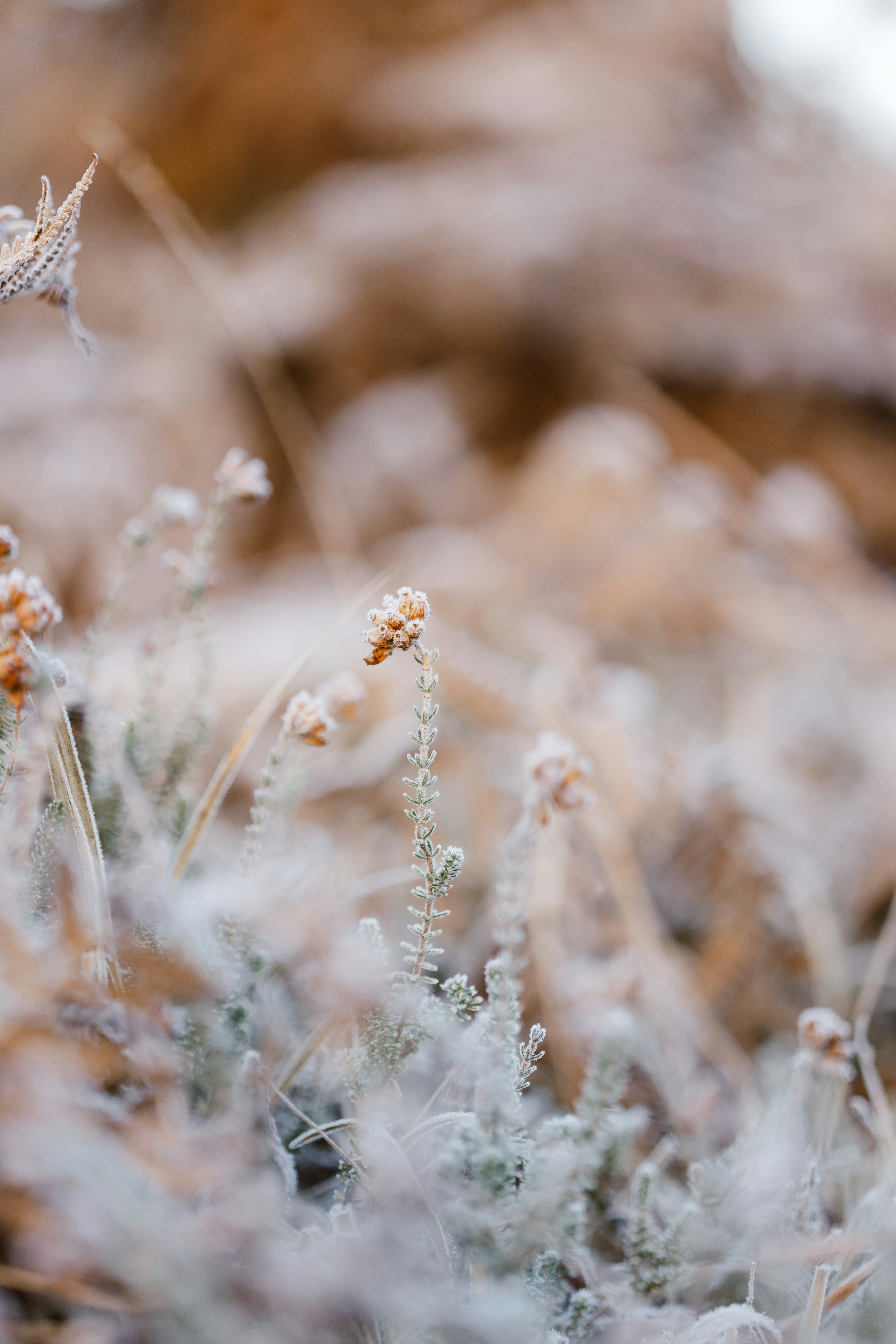 A close up of a plant with frost on it photo – Free Winter Image on ...