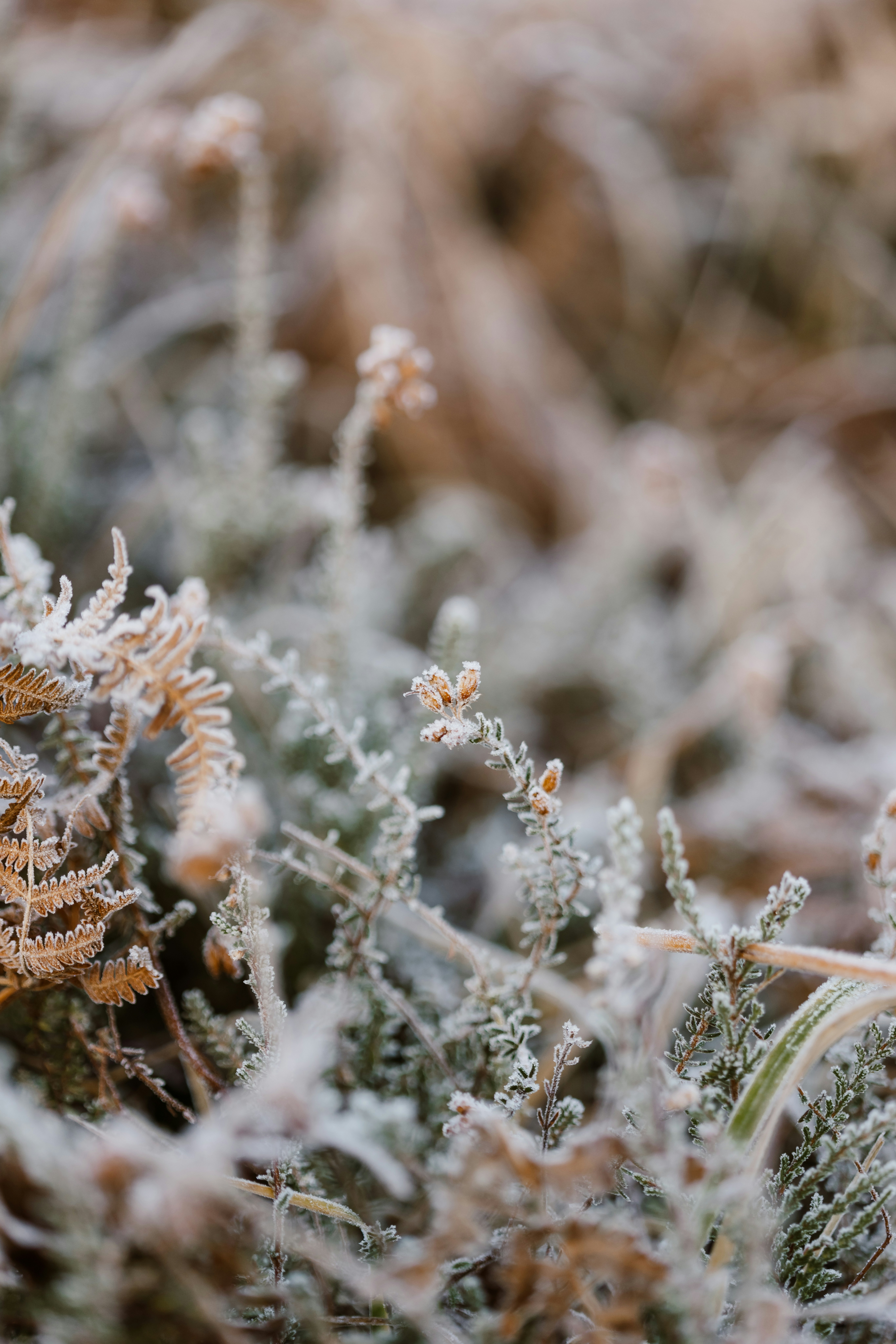 Nahaufnahme einer Pflanze mit Frost Foto – Kostenloses Bild zum Thema ...