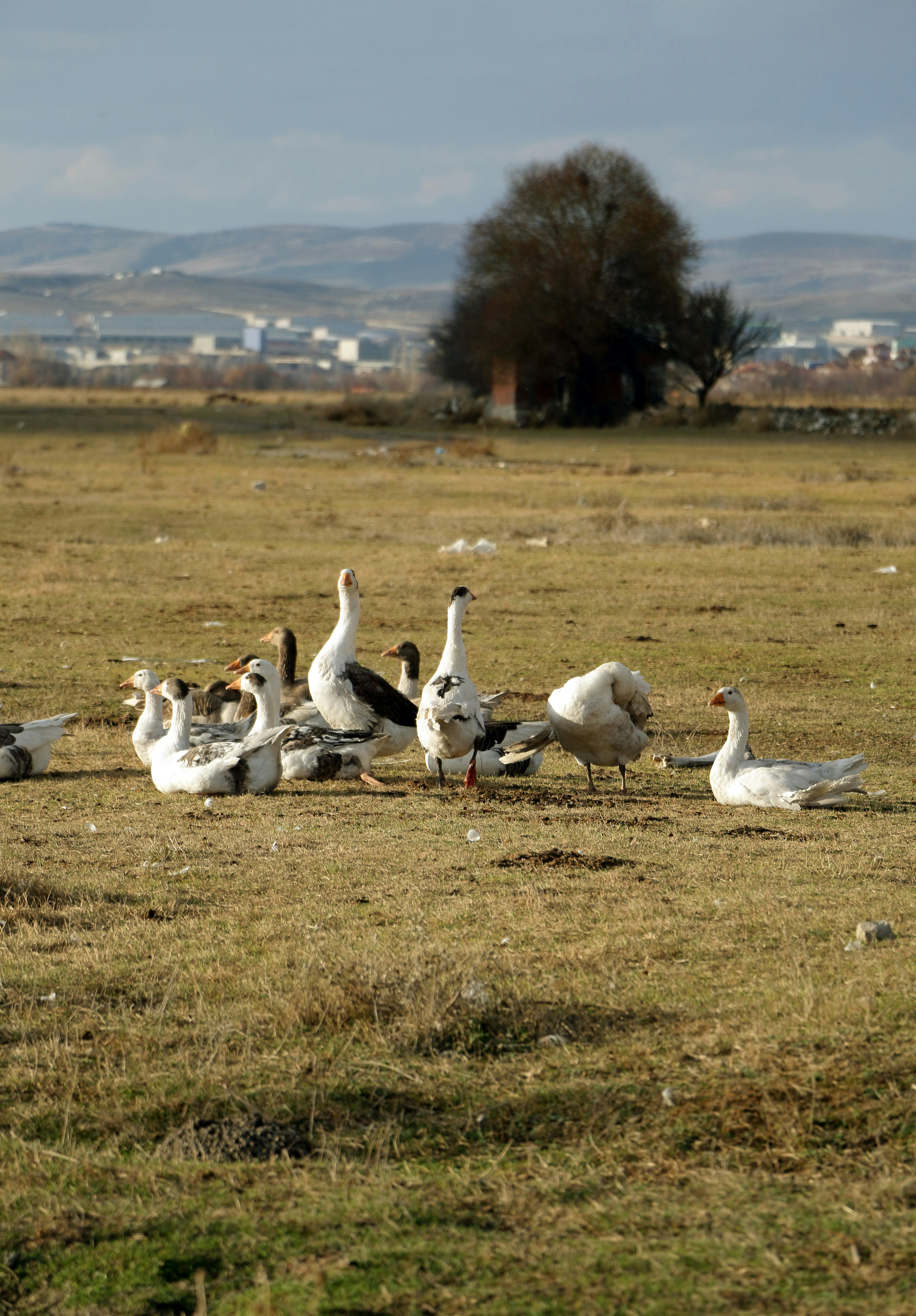 A flock of birds standing on top of a grass covered field photo – Free ...