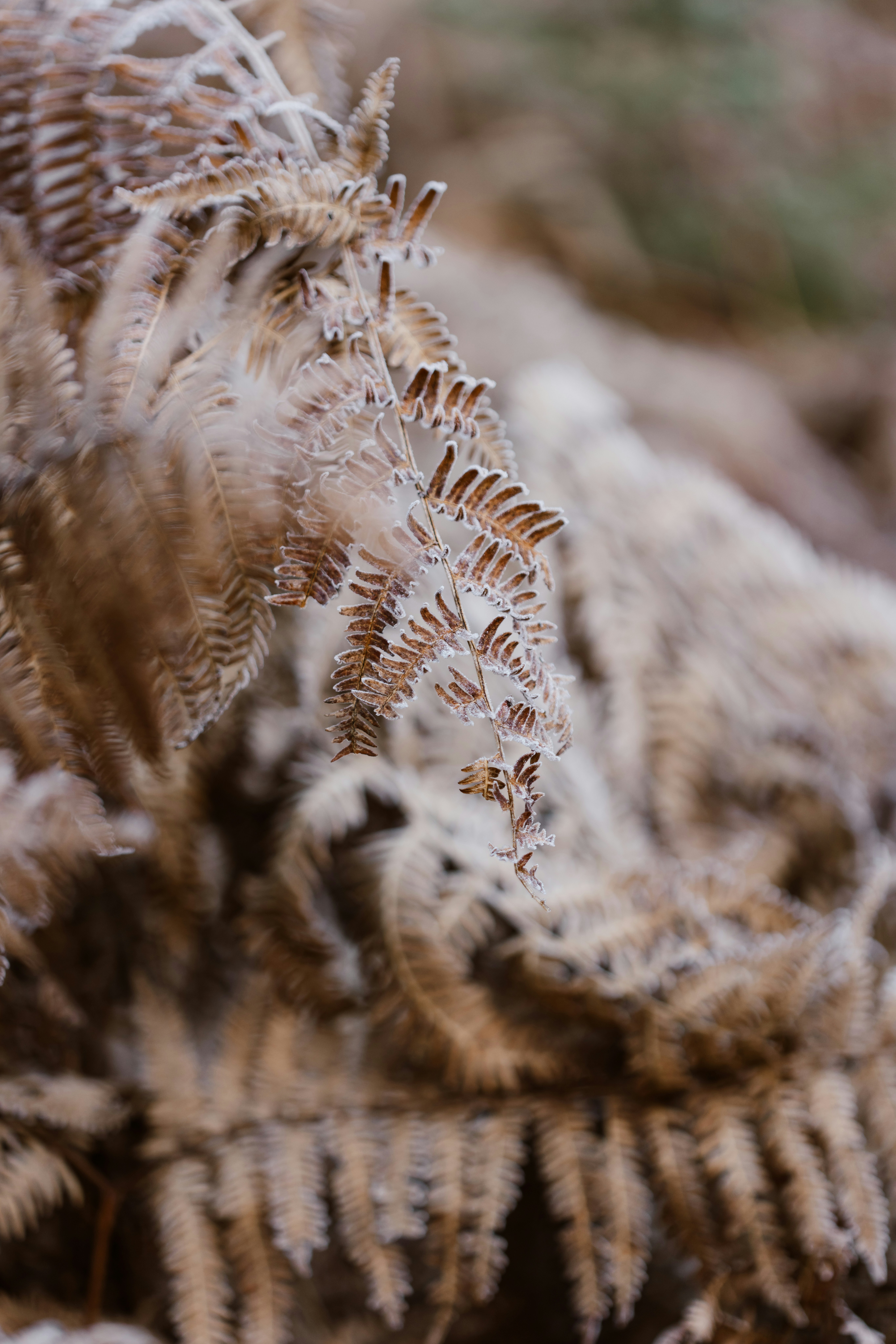 A close up of a plant with frost on it photo – Free Frost Image on Unsplash