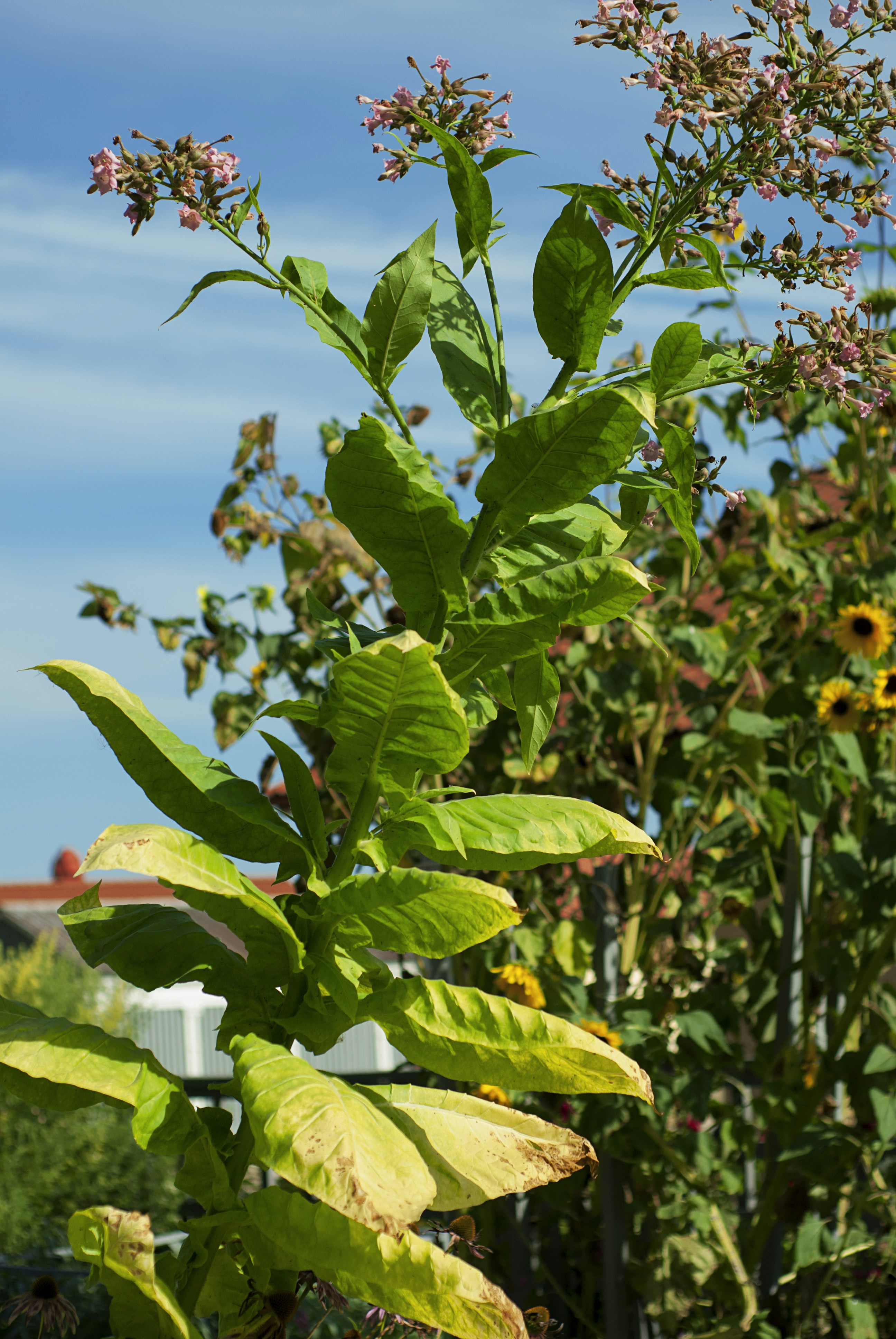 Vertical Garden: Green Leaves Reaching Toward Sunlit Sky