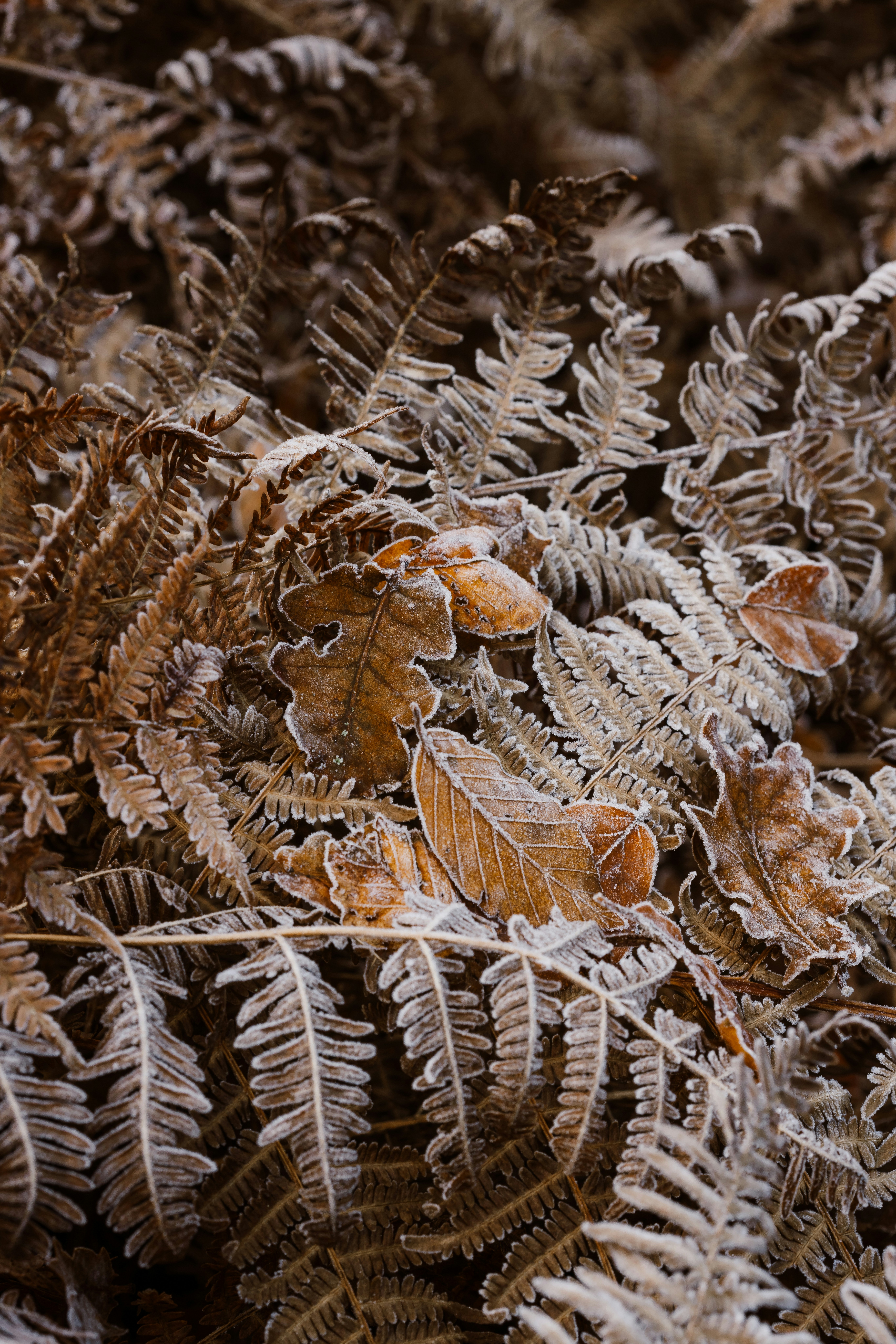 A close up of a bunch of leaves covered in frost photo – Free Frost ...