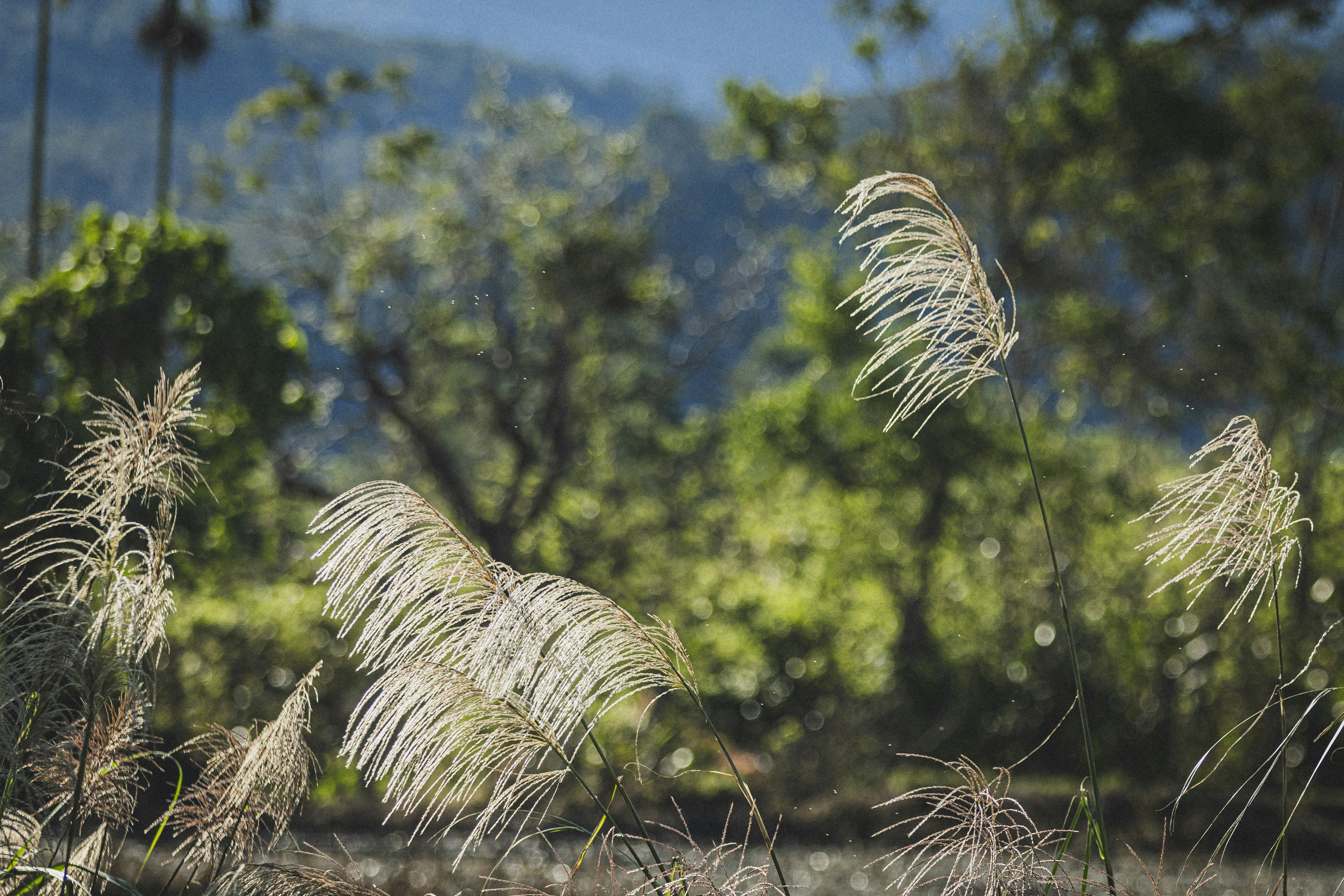 Whispering Reed Silhouettes Against a Sunlit Landscape
