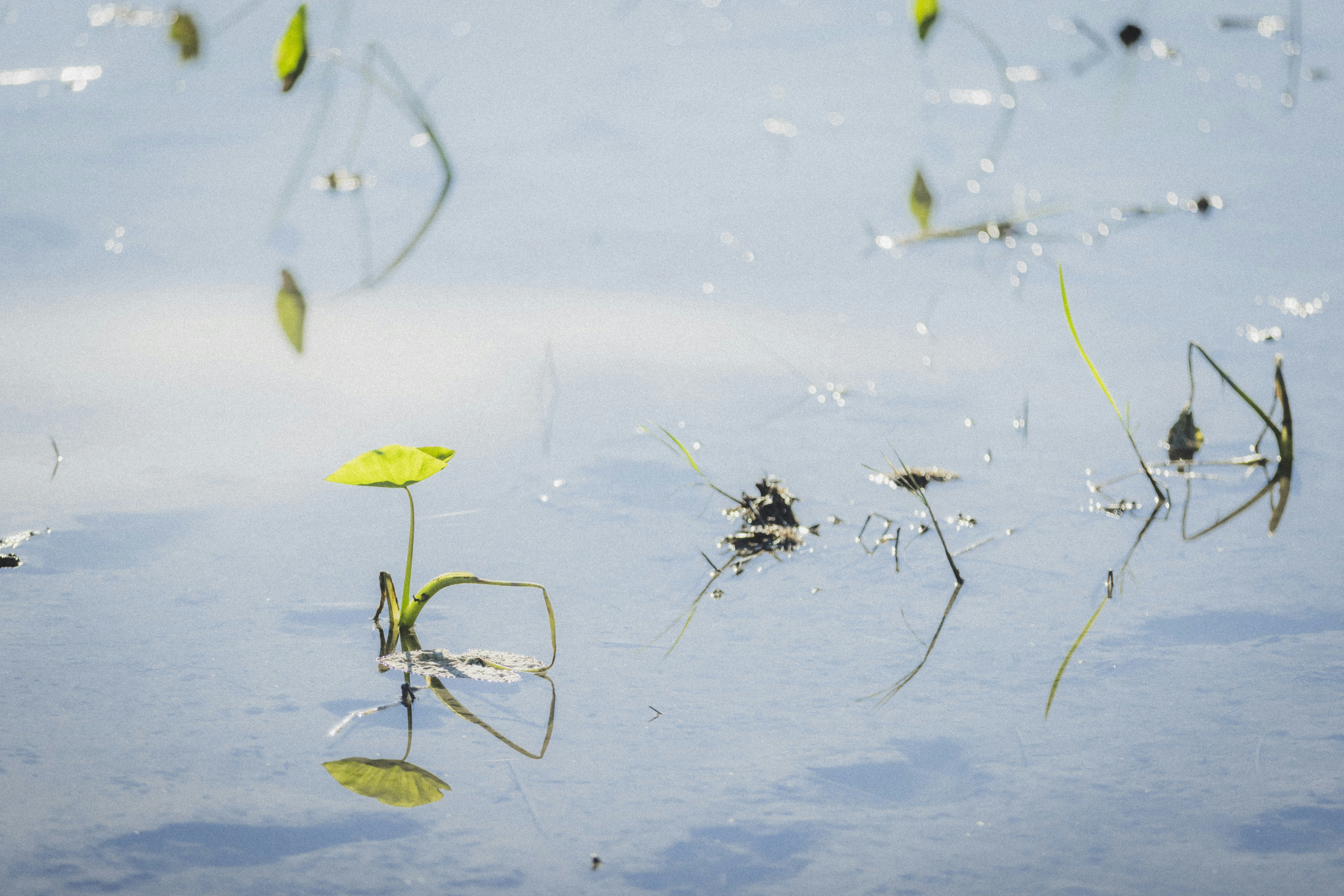 Lone Sprout in a Glassy Pond: Echoes of Green
