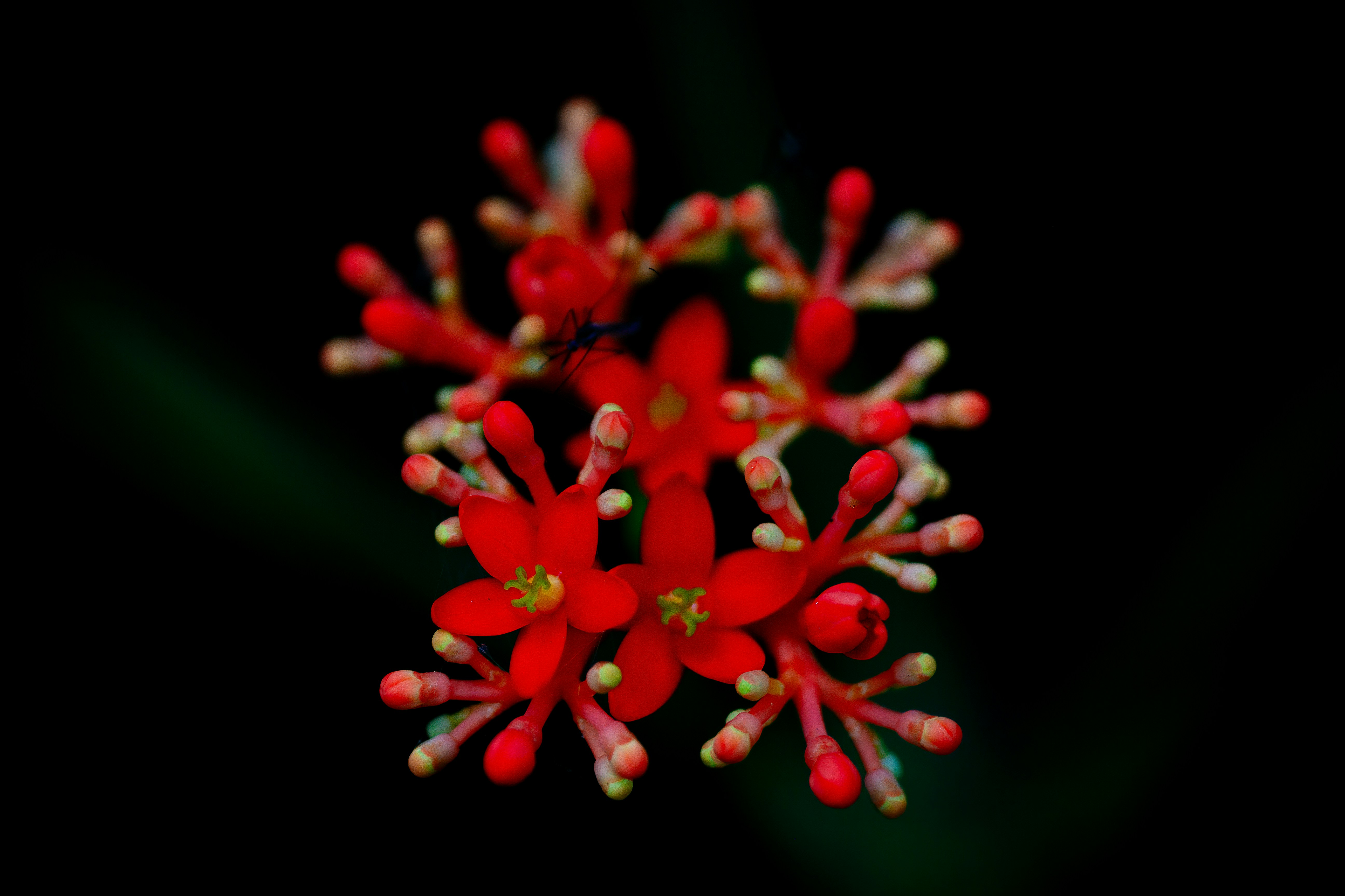 Photo by Charle Dave with Canon EOS 650D