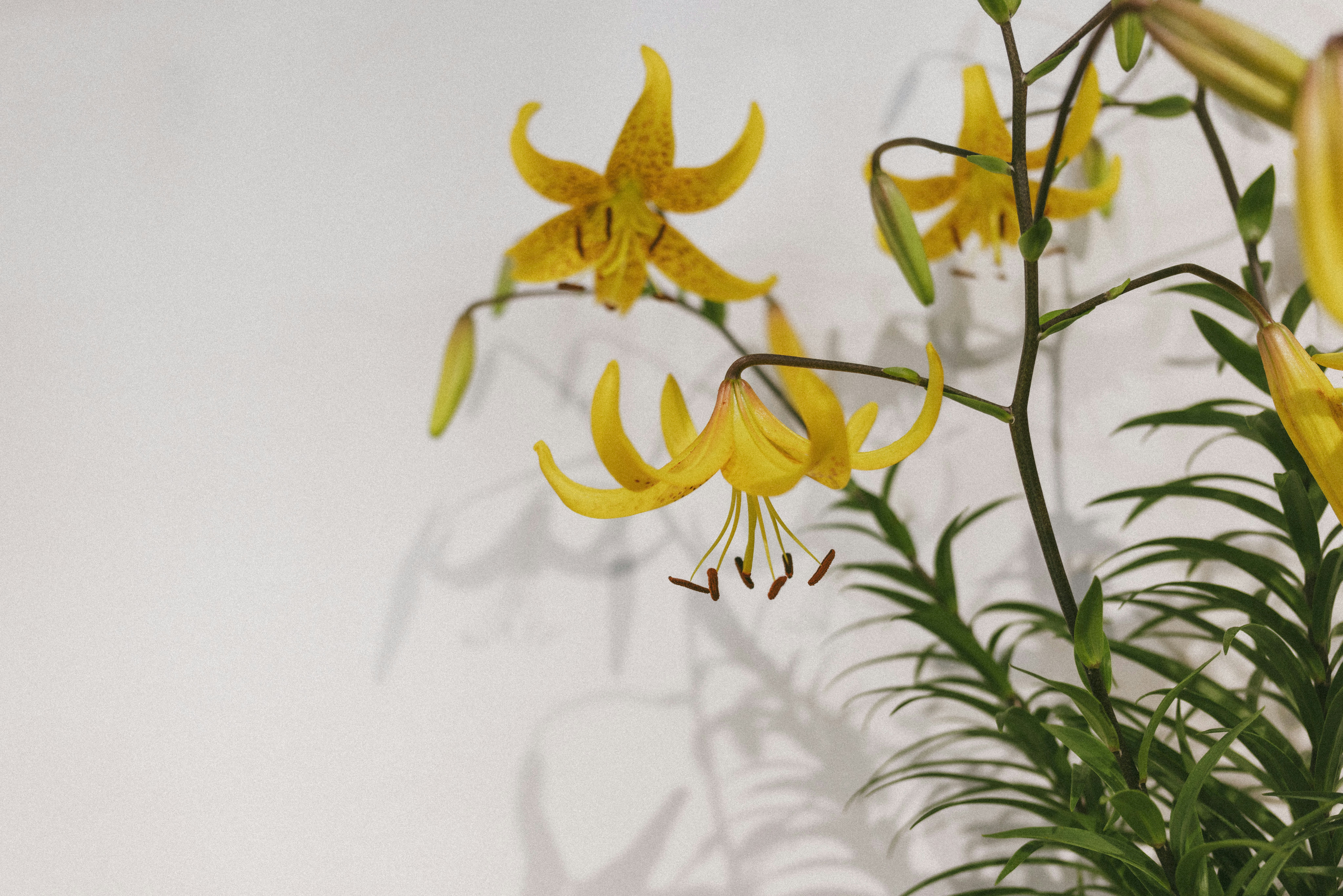 Arching Golden Lilies: Light, Shadow, and Quiet Fragrance
