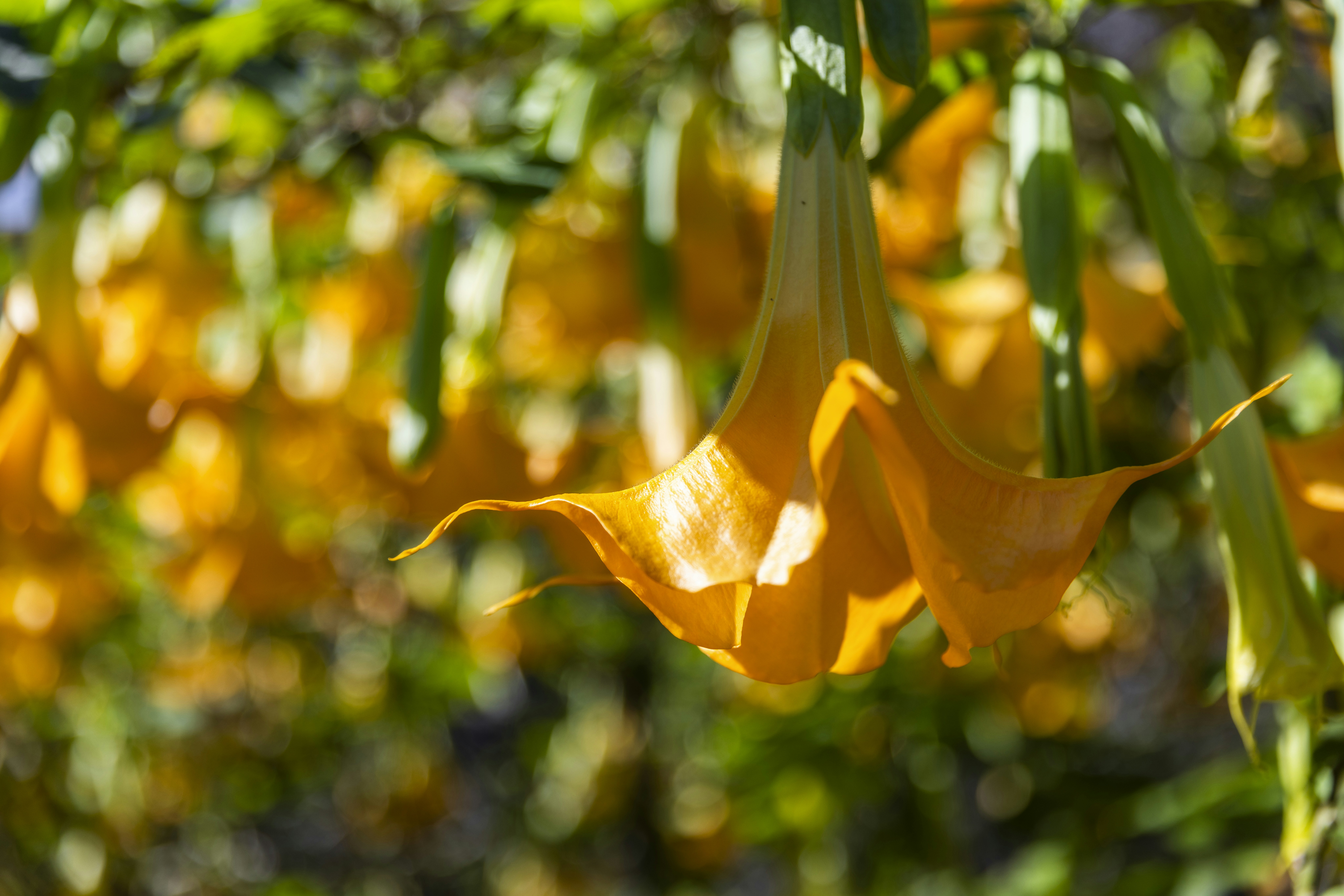 Golden trumpet blossoms in a sunlit garden