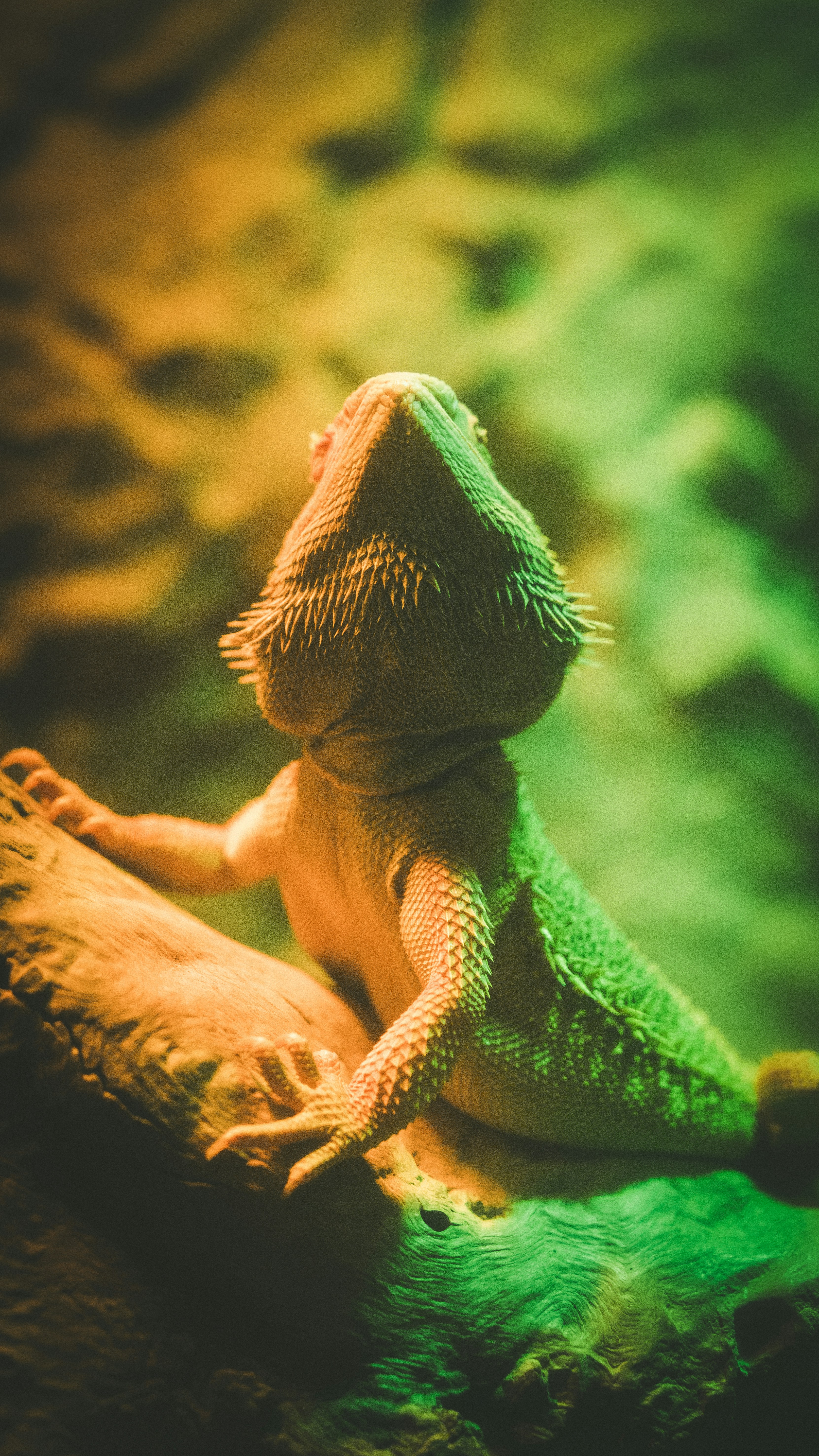 Bearded Dragon on a Timber Throne Beneath Neon Amber-Green Glow