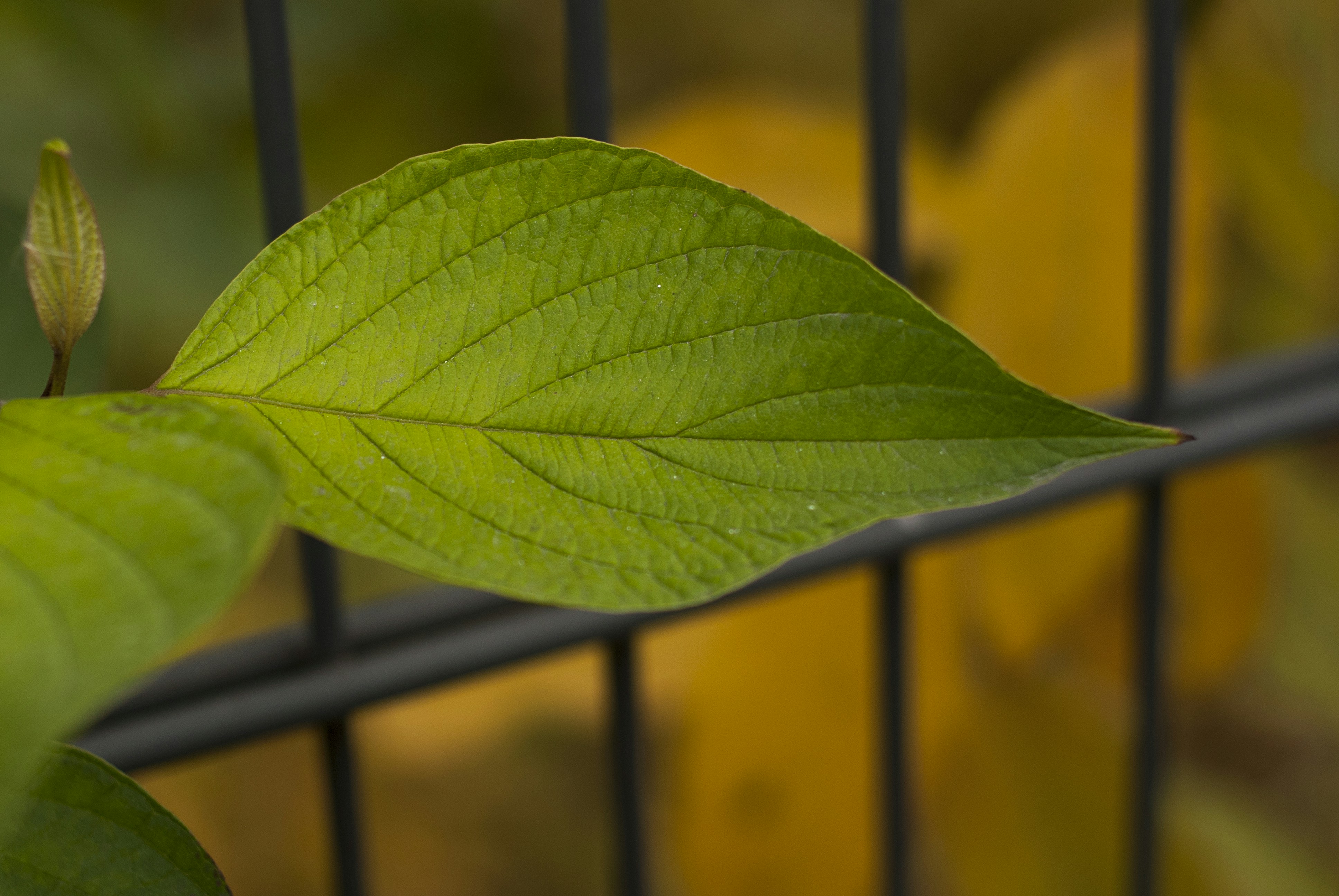 Emerald Vein: A Leaf in Focus against a Quiet Fence