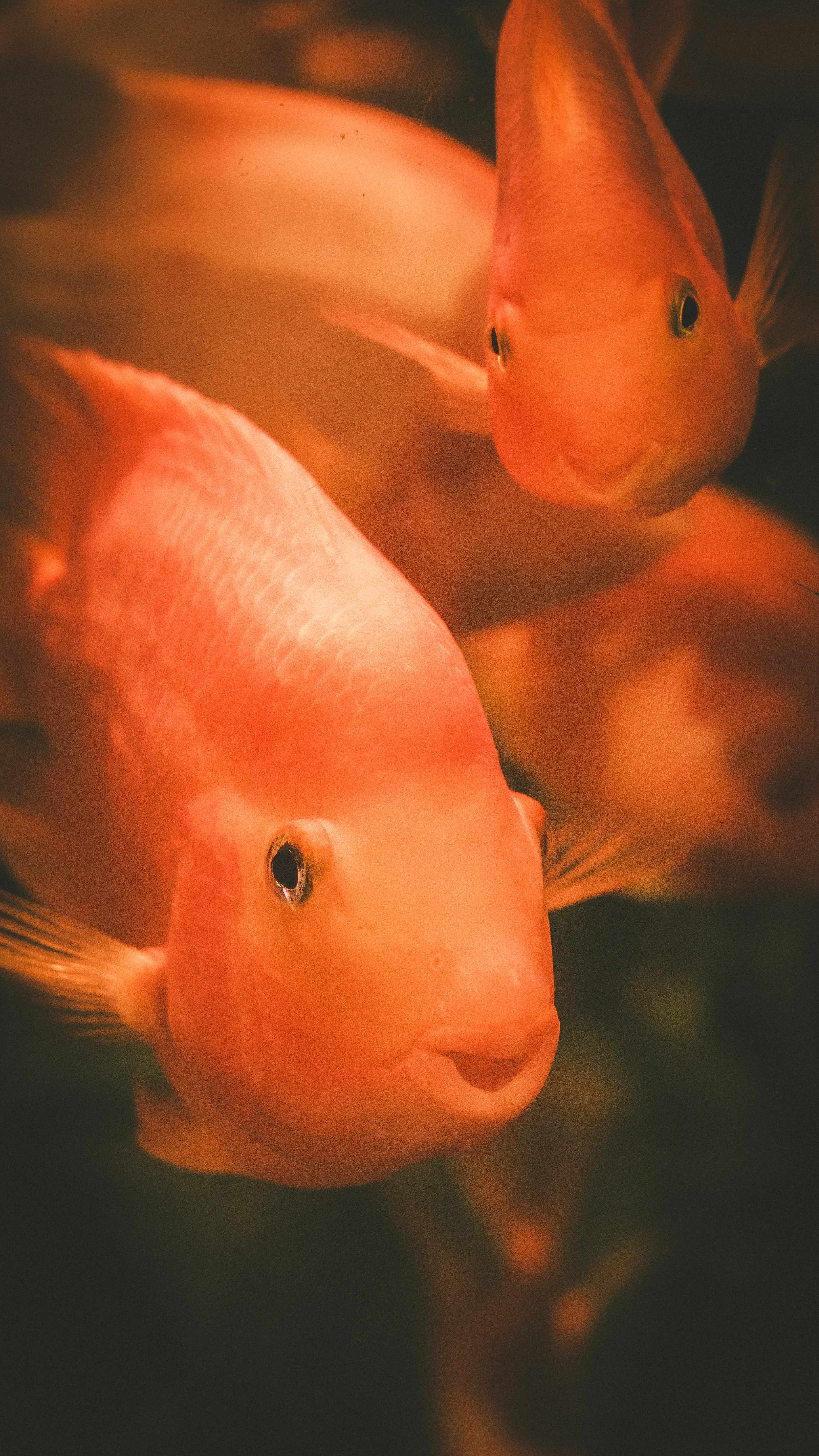 Crimson Quiet: A Tight Portrait of Two Goldfish in a Warm Tank Glow