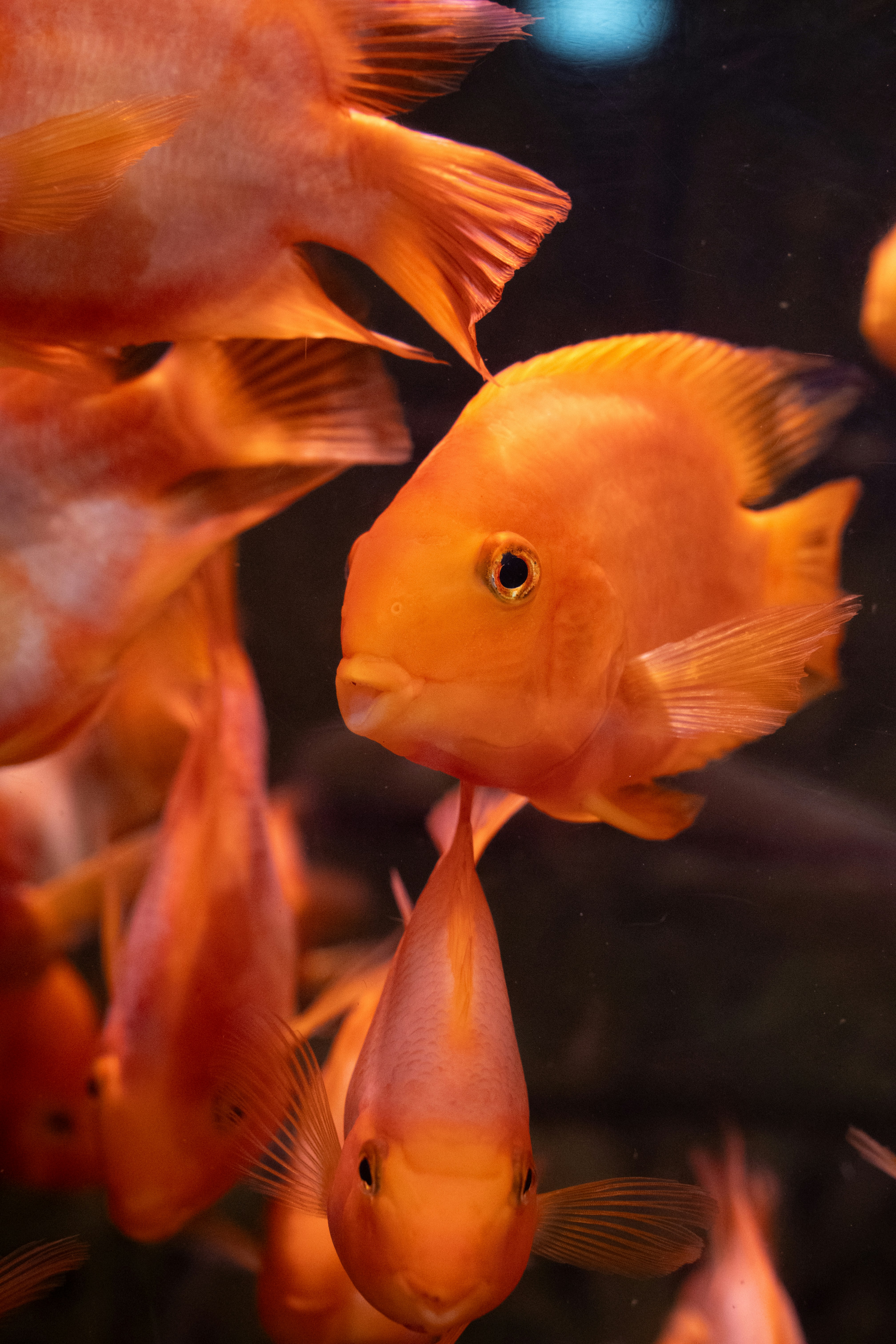 A group of orange fish swimming in an aquarium photo – Free Animal ...