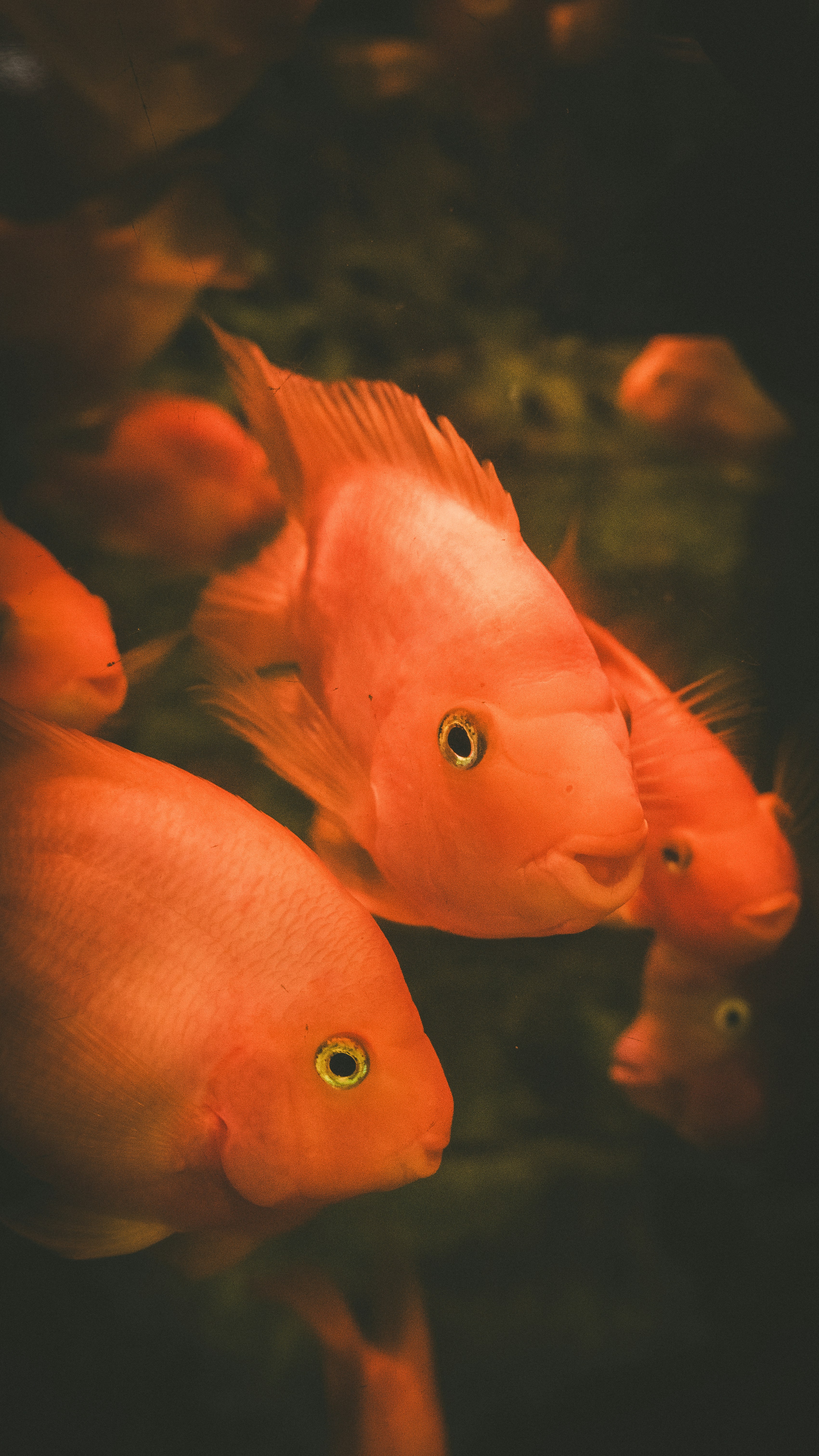 Tangerine Orbs in Low Light: A Close Cluster of Goldfish Portraits