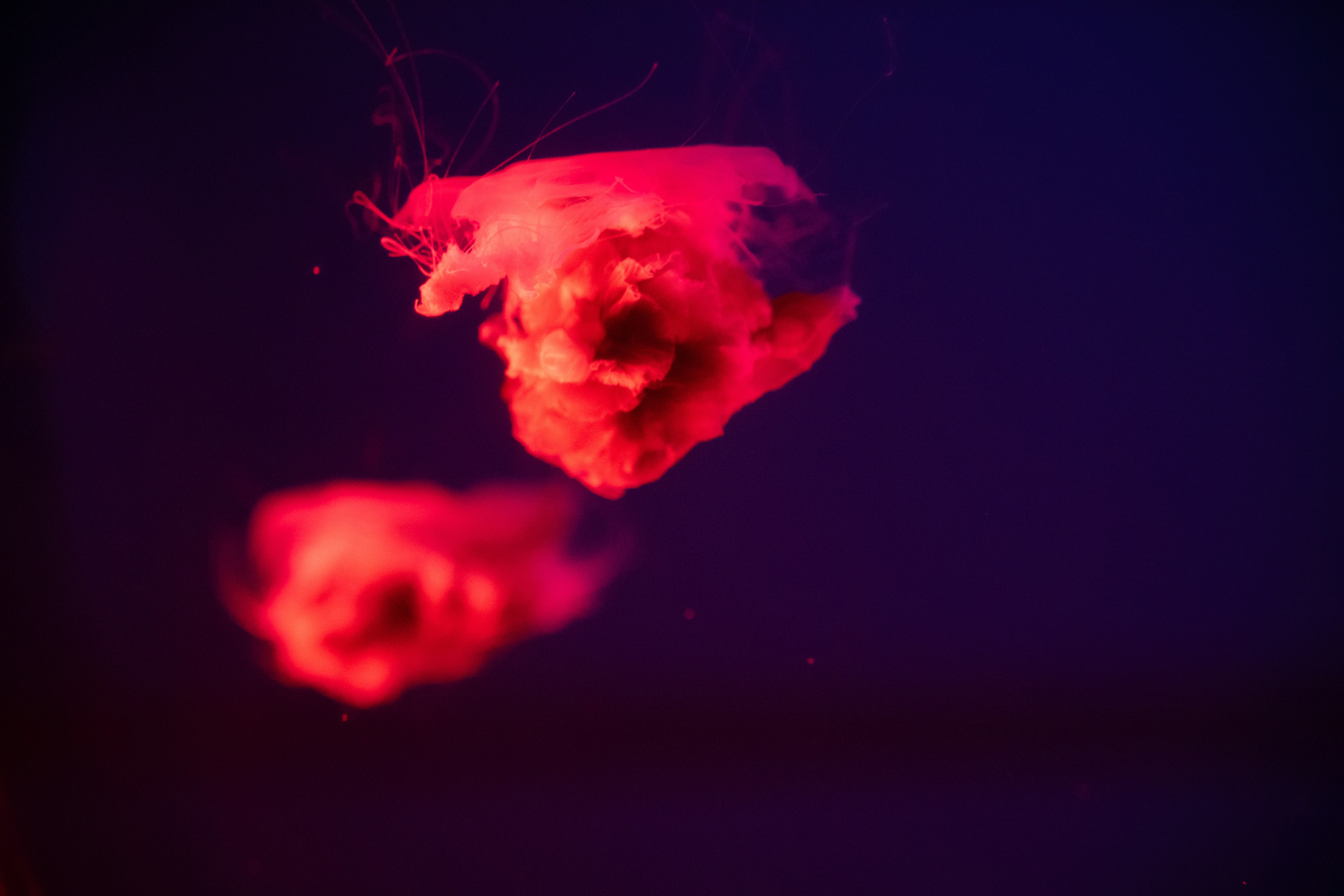 Crimson Smoke Constellations Hover in Velvet Purple