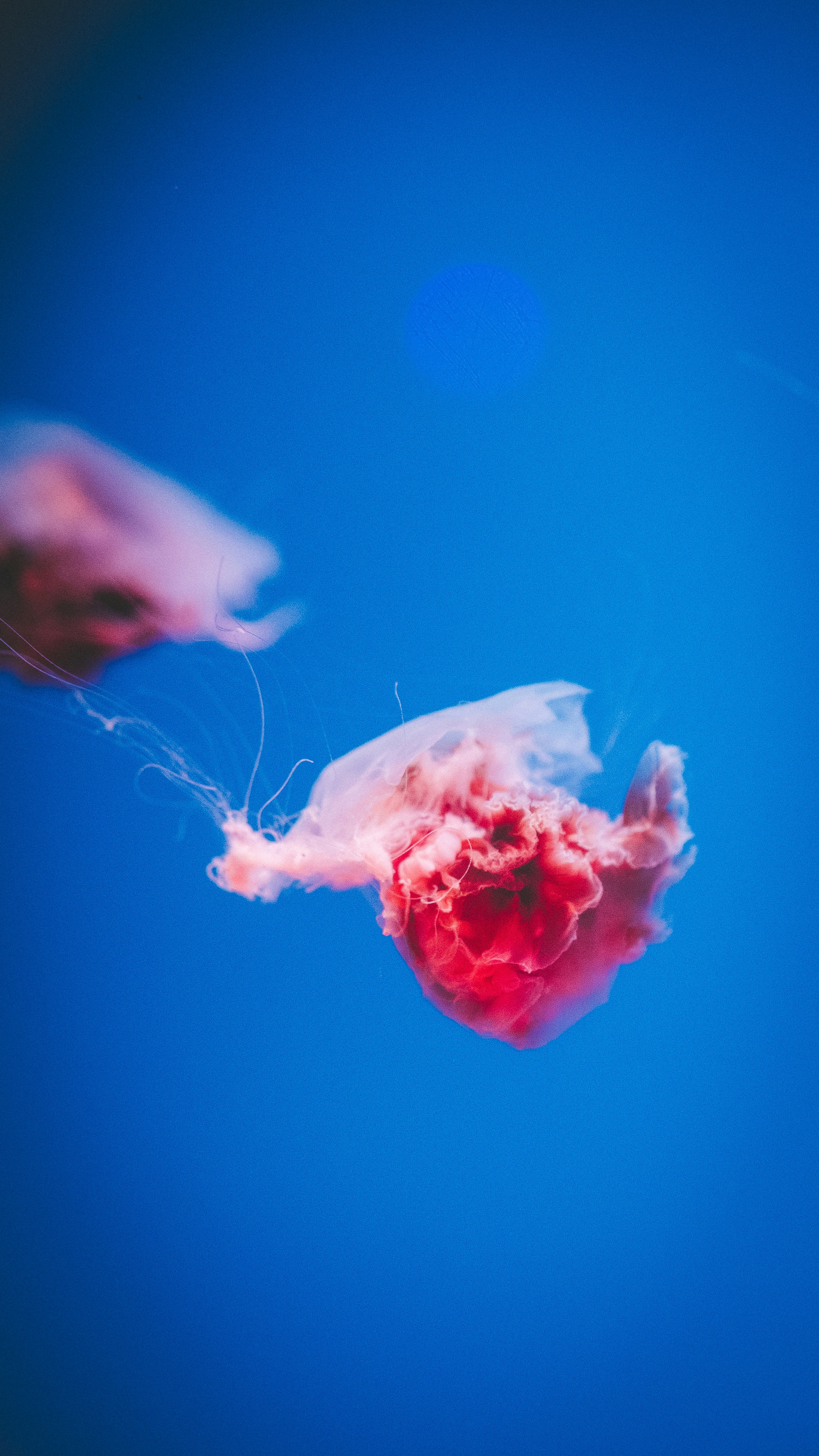 Floating Bloom: A Coral Cloud in Midair
