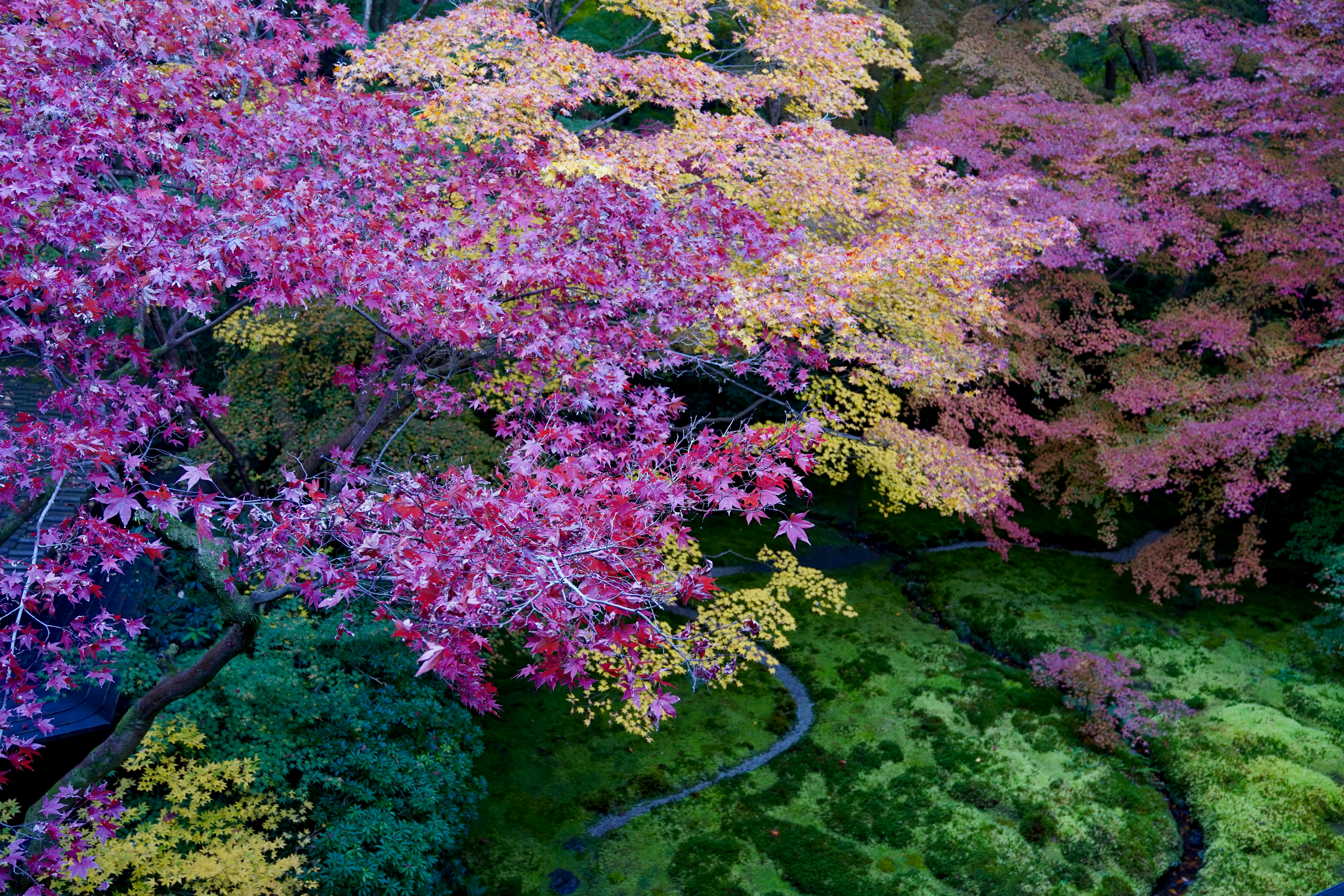 Crimson Maple Canopy Over a Mossy Spine: An Aerial Vision of a Winding Trail