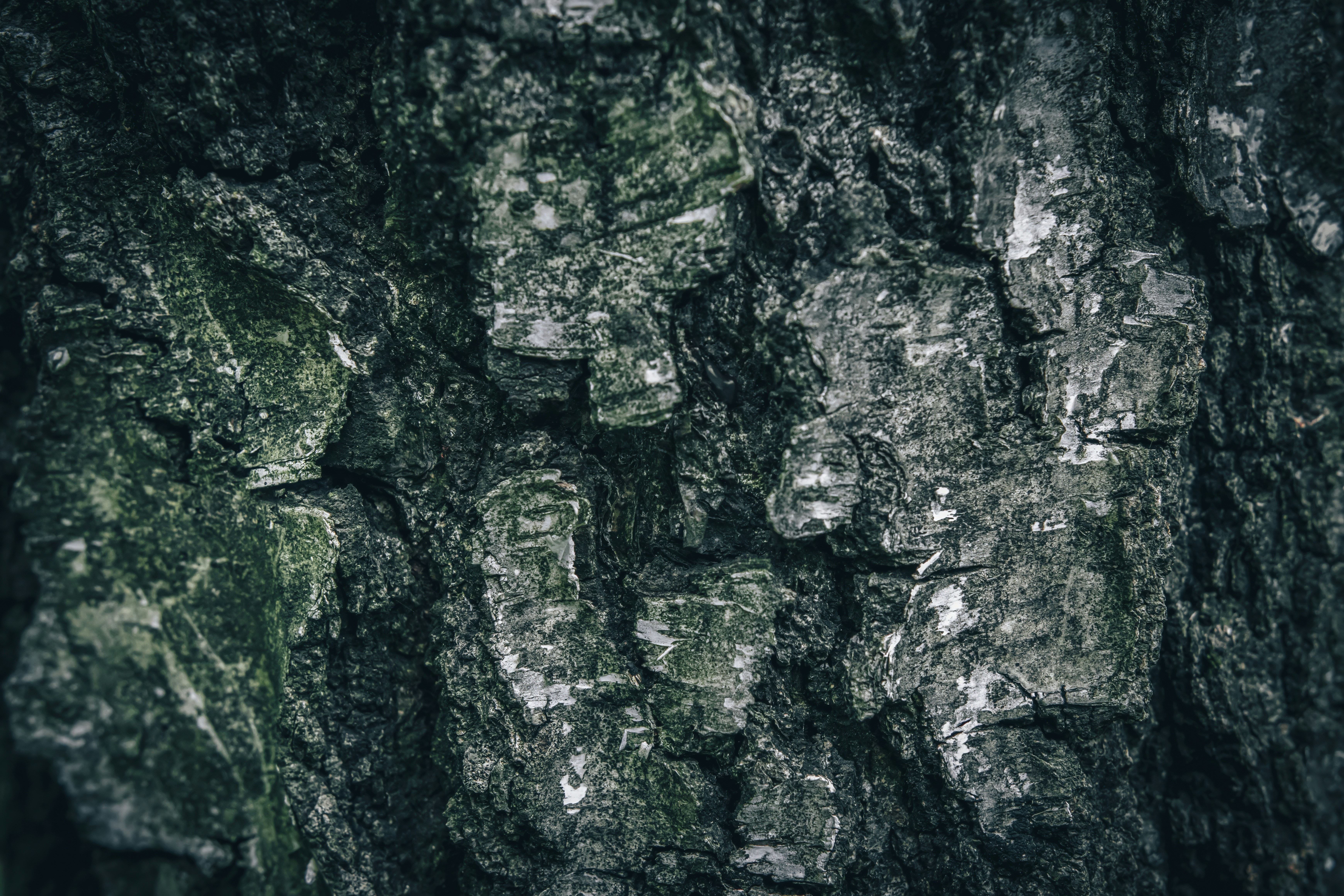 A close up of a tree trunk with moss growing on it photo – Free Serbia ...