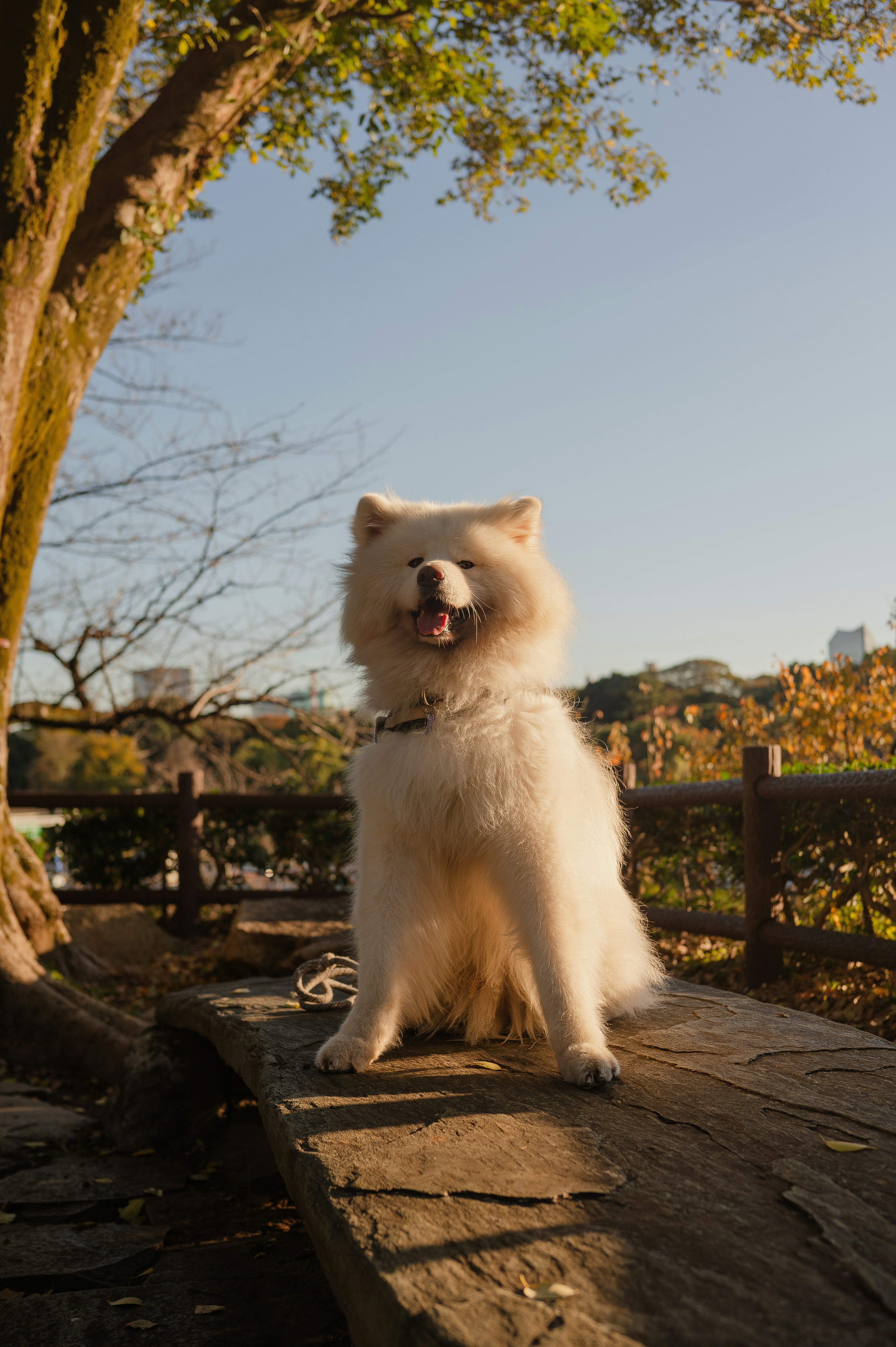 Sunlit Samoyed on a Weathered Log in the Park