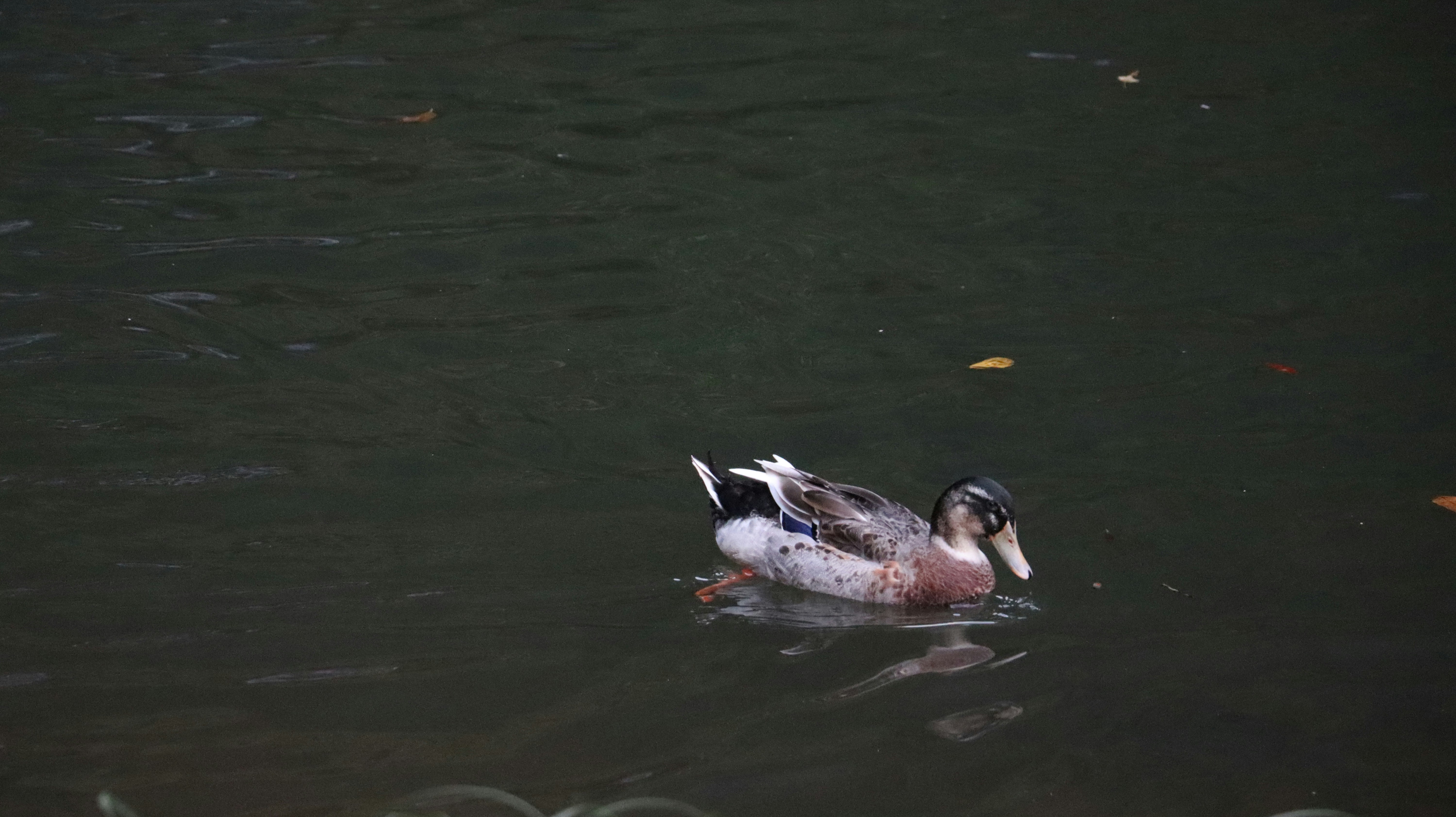 Lone Mallard Drifting Through Quiet, Shadowed Water