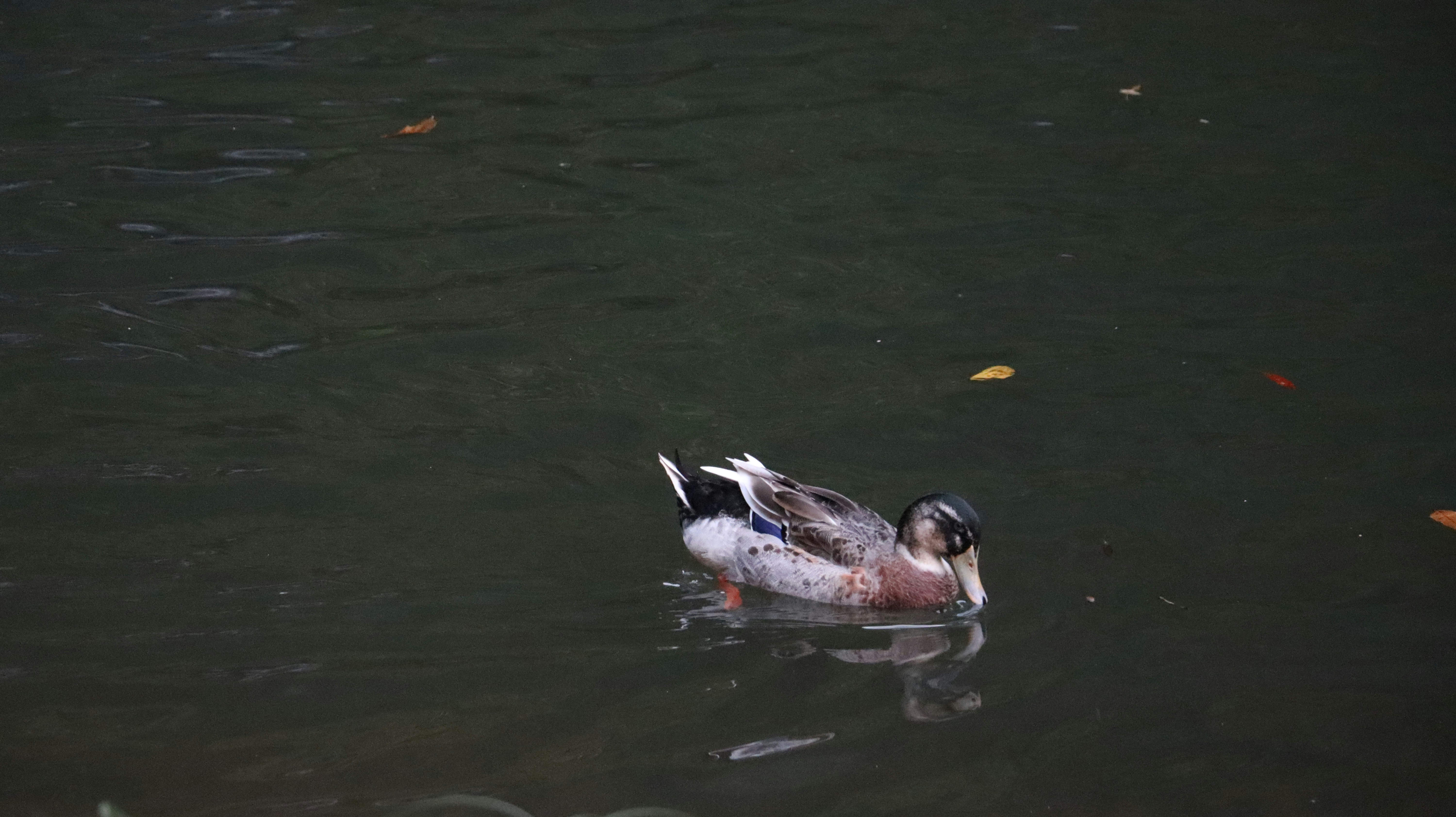 Dusky Glide: A Mallard Drifts Through Quiet Water