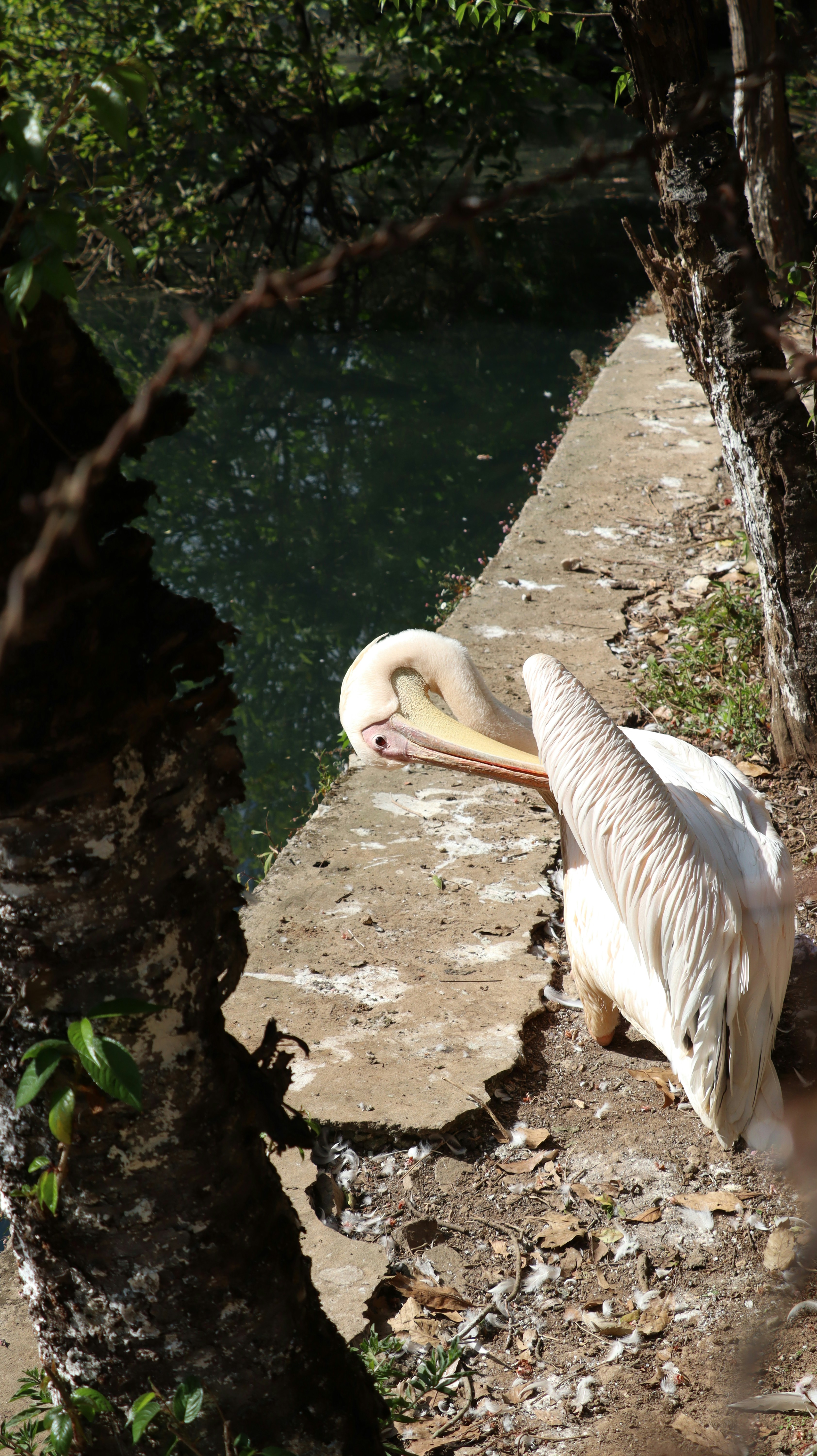 Solitary Pelican Pauses Along a Sunlit Canal Edge