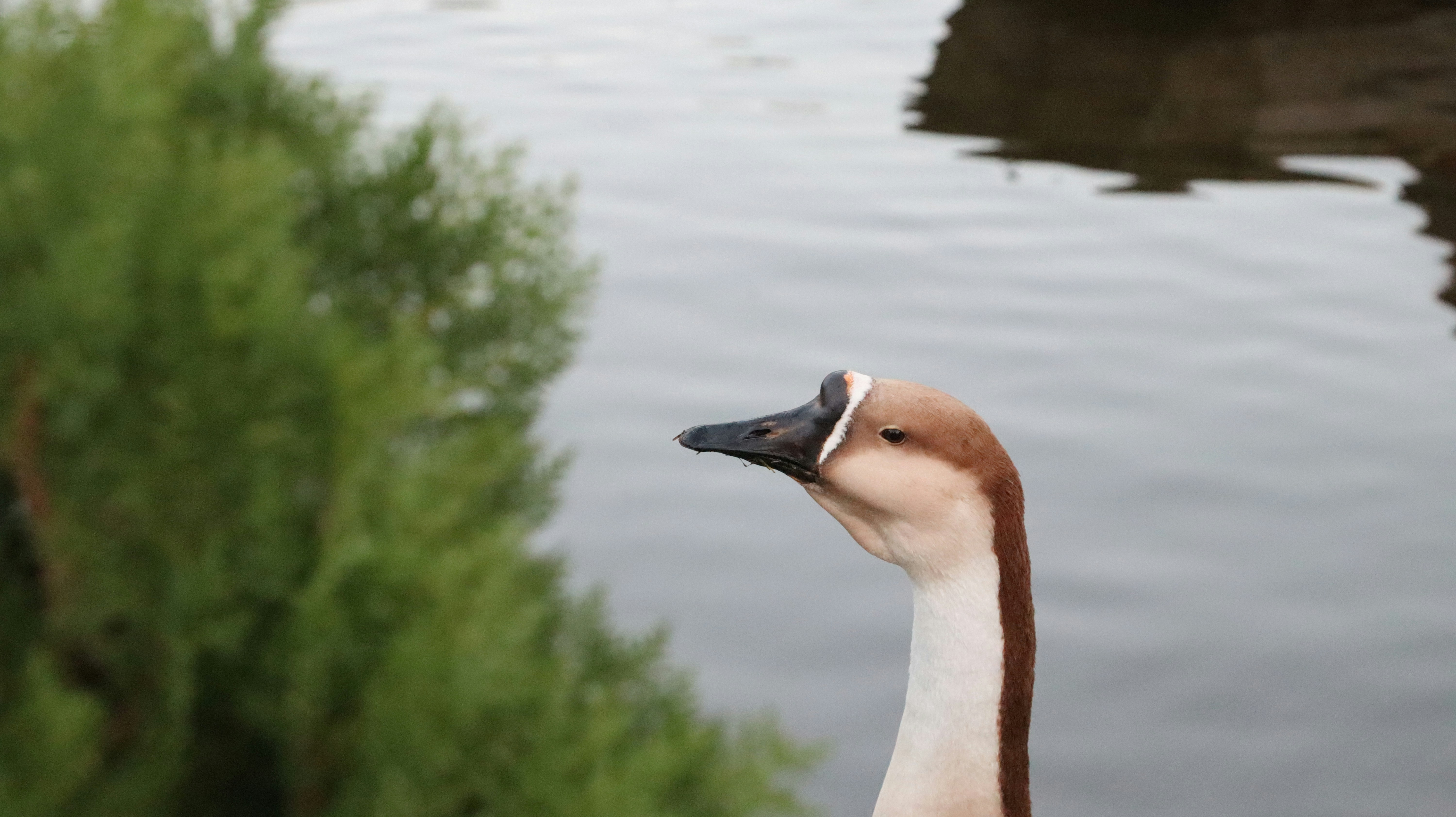 Riverside Gander: a Quiet Moment by Rippling Water