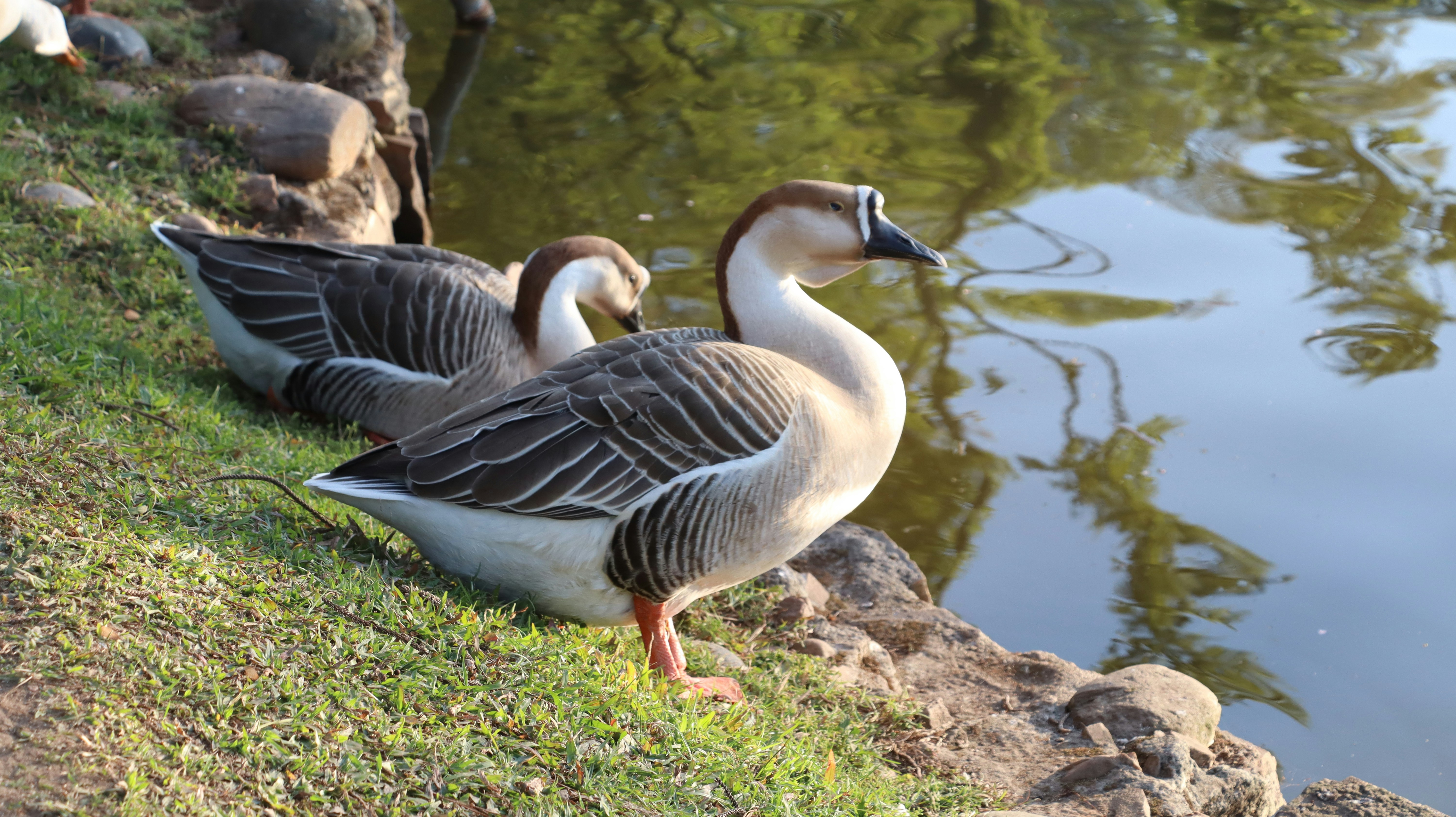 Duo of Geese by the Quiet Riverbank