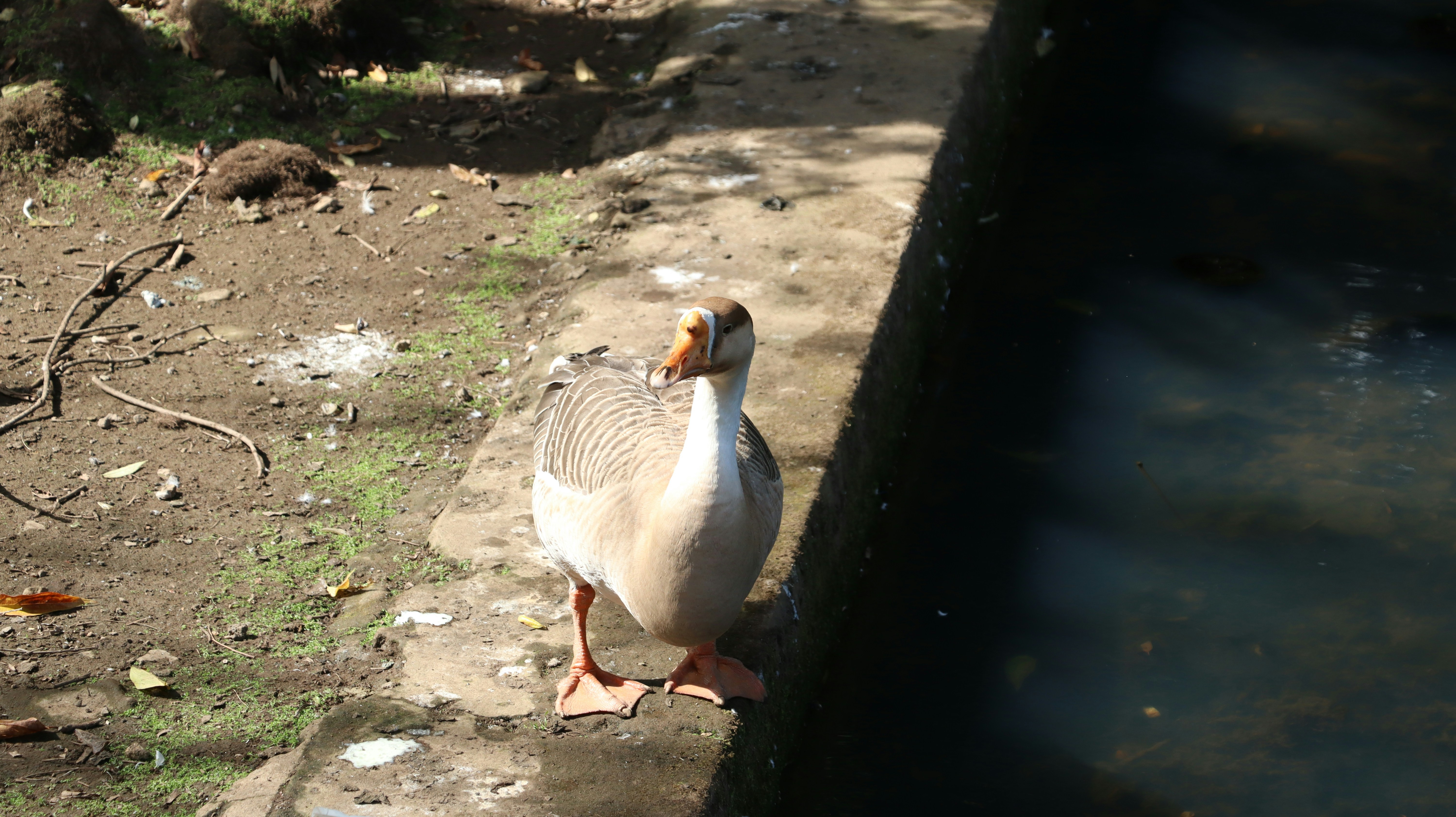 Edge Dweller: Sunlit Mallard by the Quiet Canal
