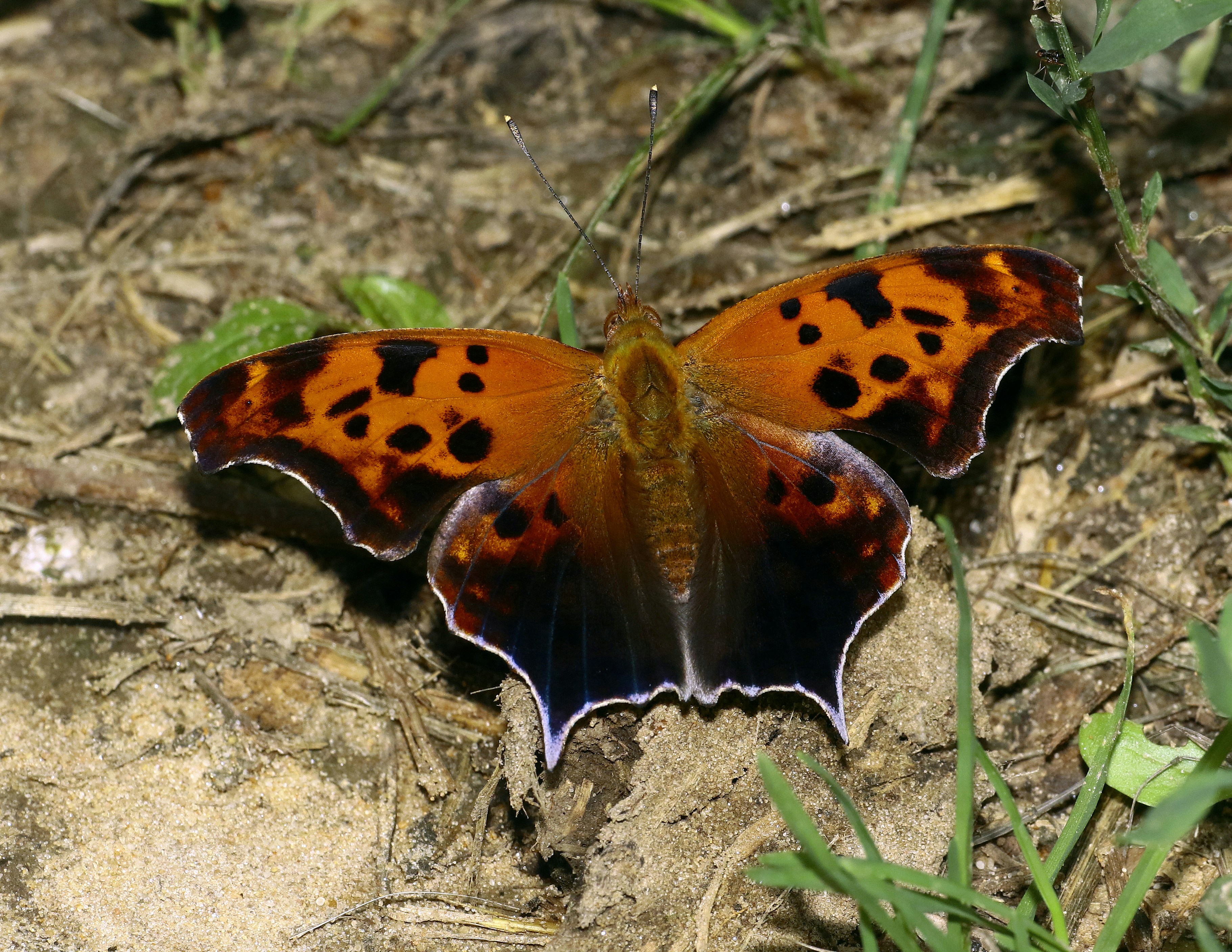 A brown and black butterfly sitting on the ground photo – Free Insect ...
