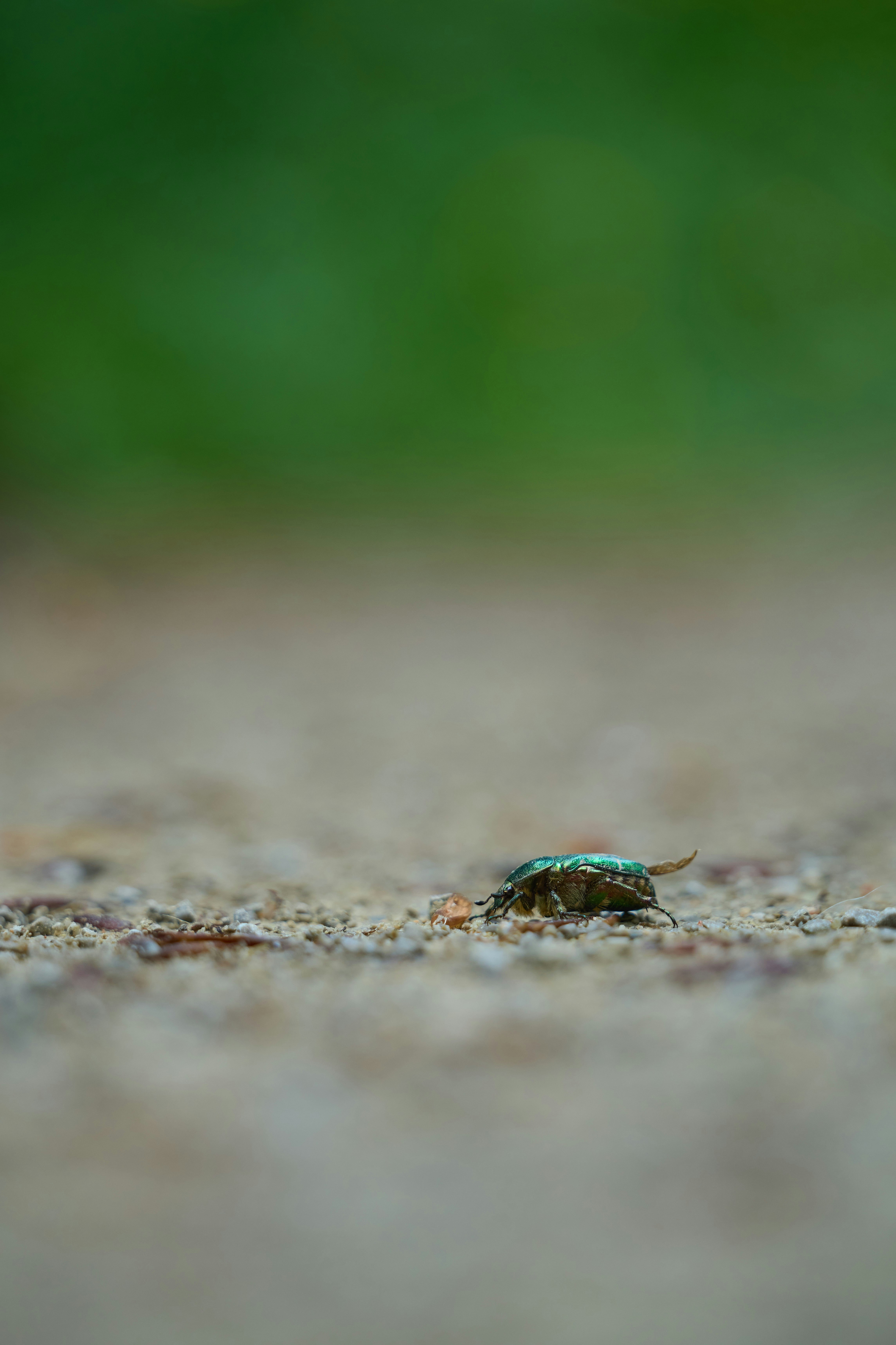 Emerald Scarab on a Quiet Path