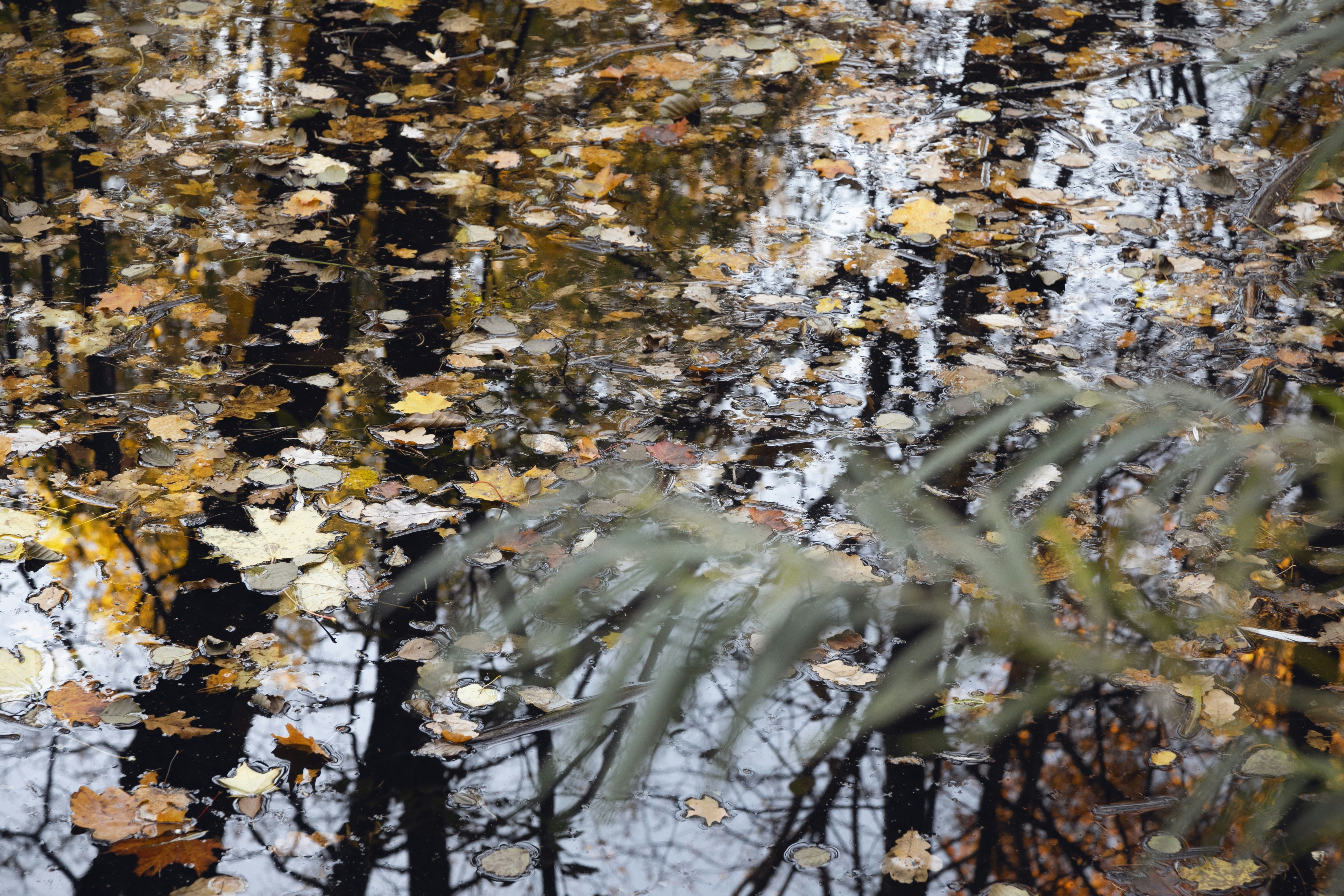 Photo by Belov Sergey with Canon EOS 5D Mark IV