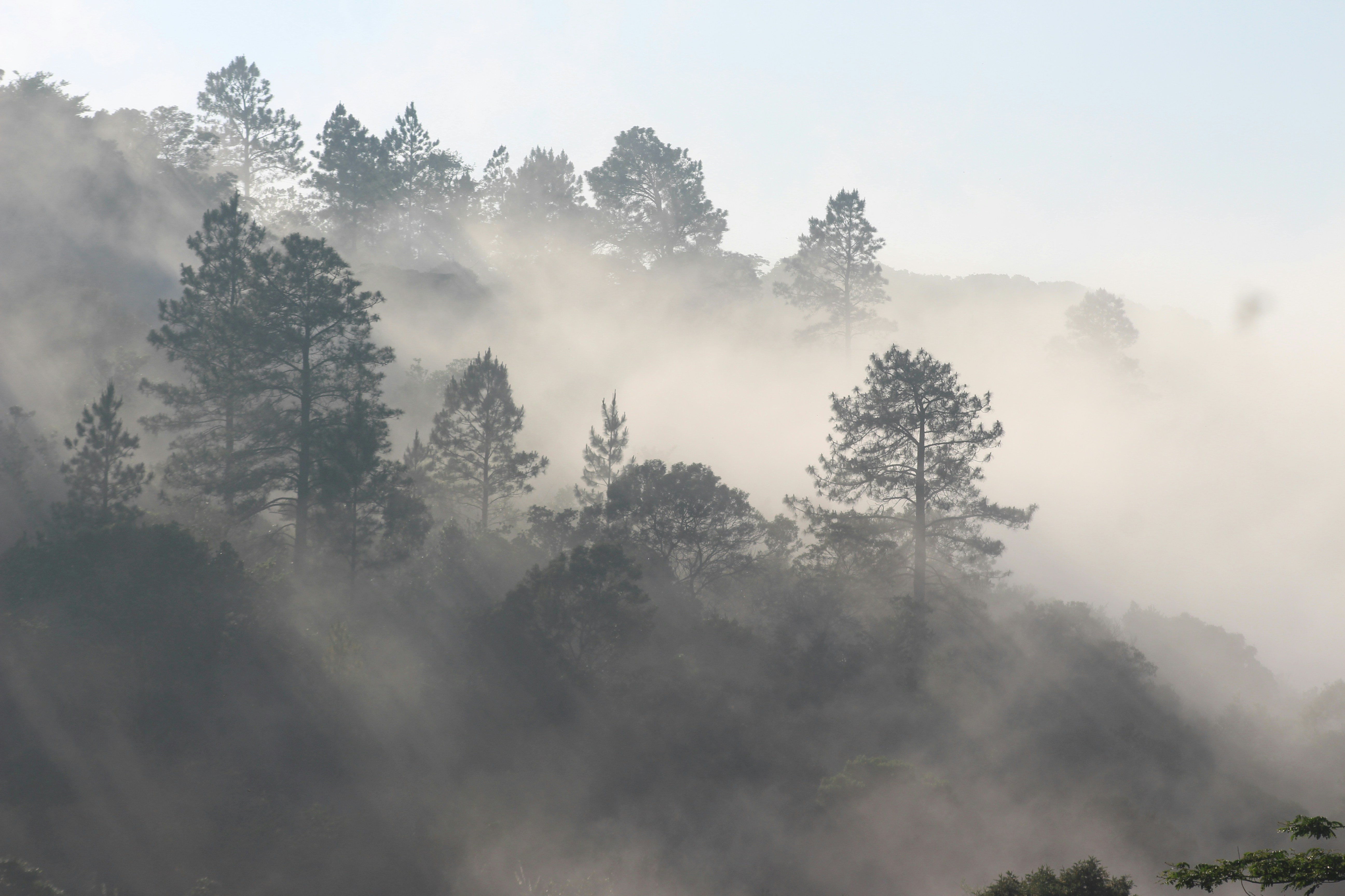 Whispers of Dawn in a Misty Forest
