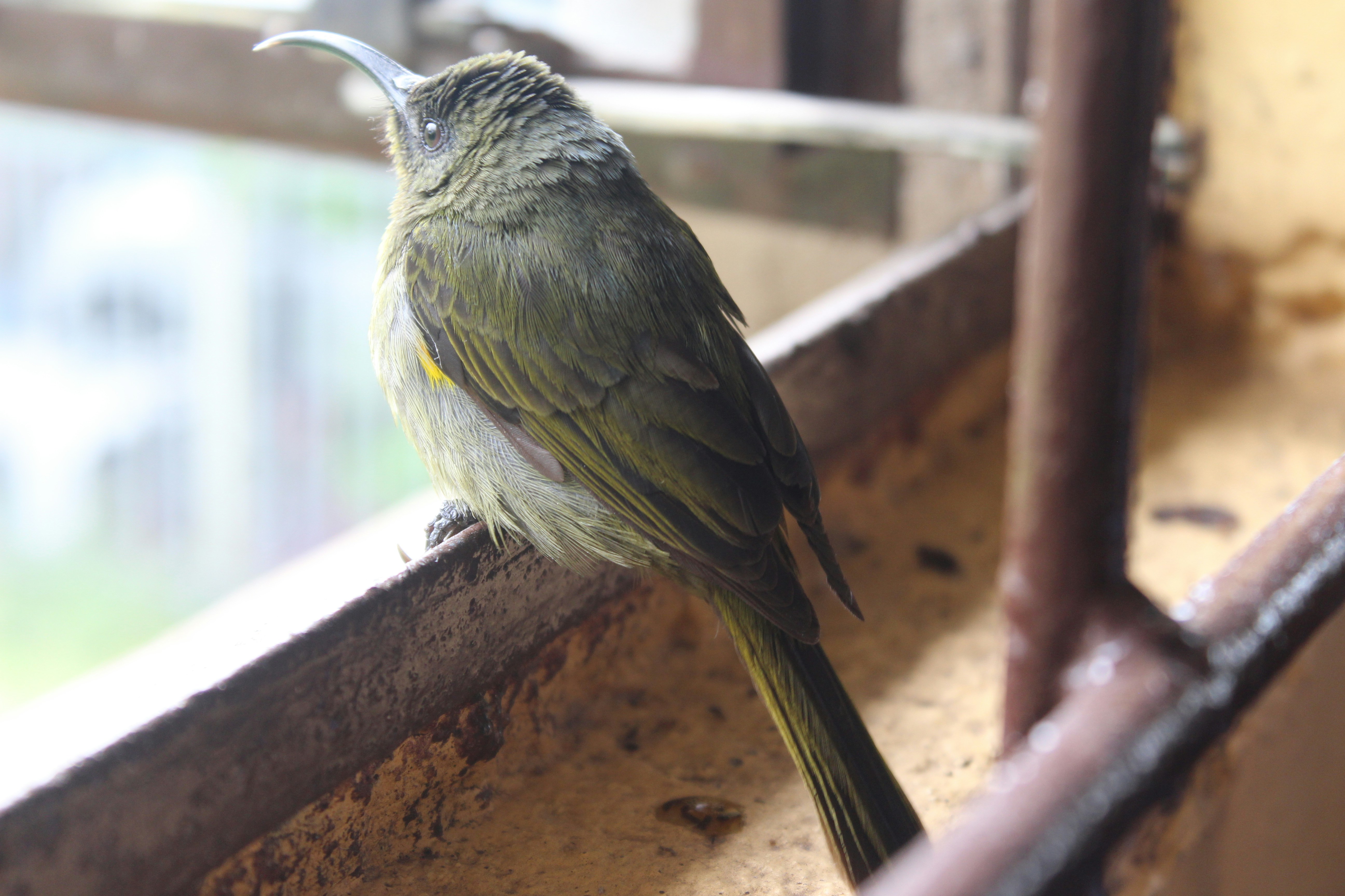 Olive-green Bird Perches on a Rusted Balcony Rail at Quiet Morning Light