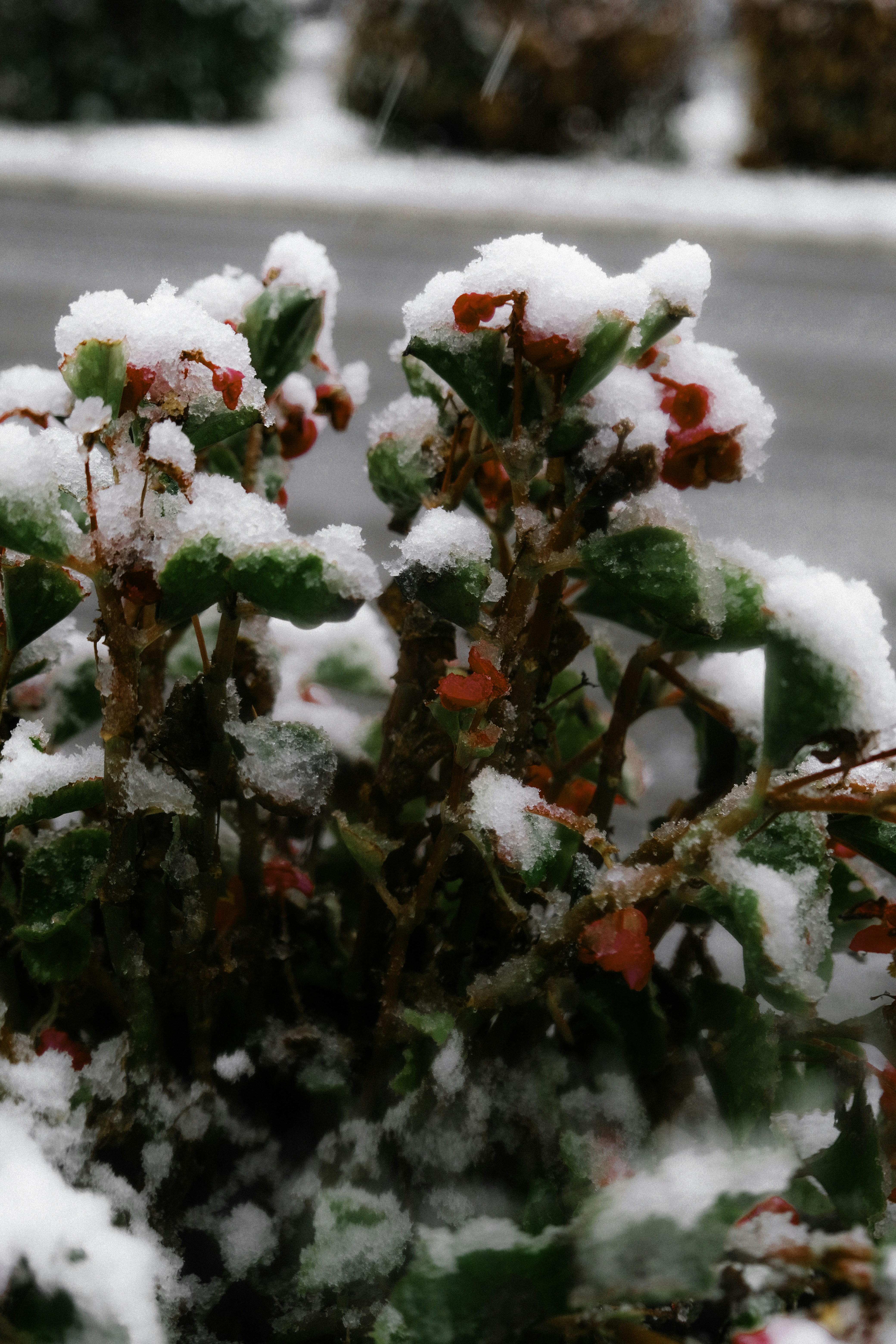 A bush covered in snow next to a street photo – Free Nature Image on ...