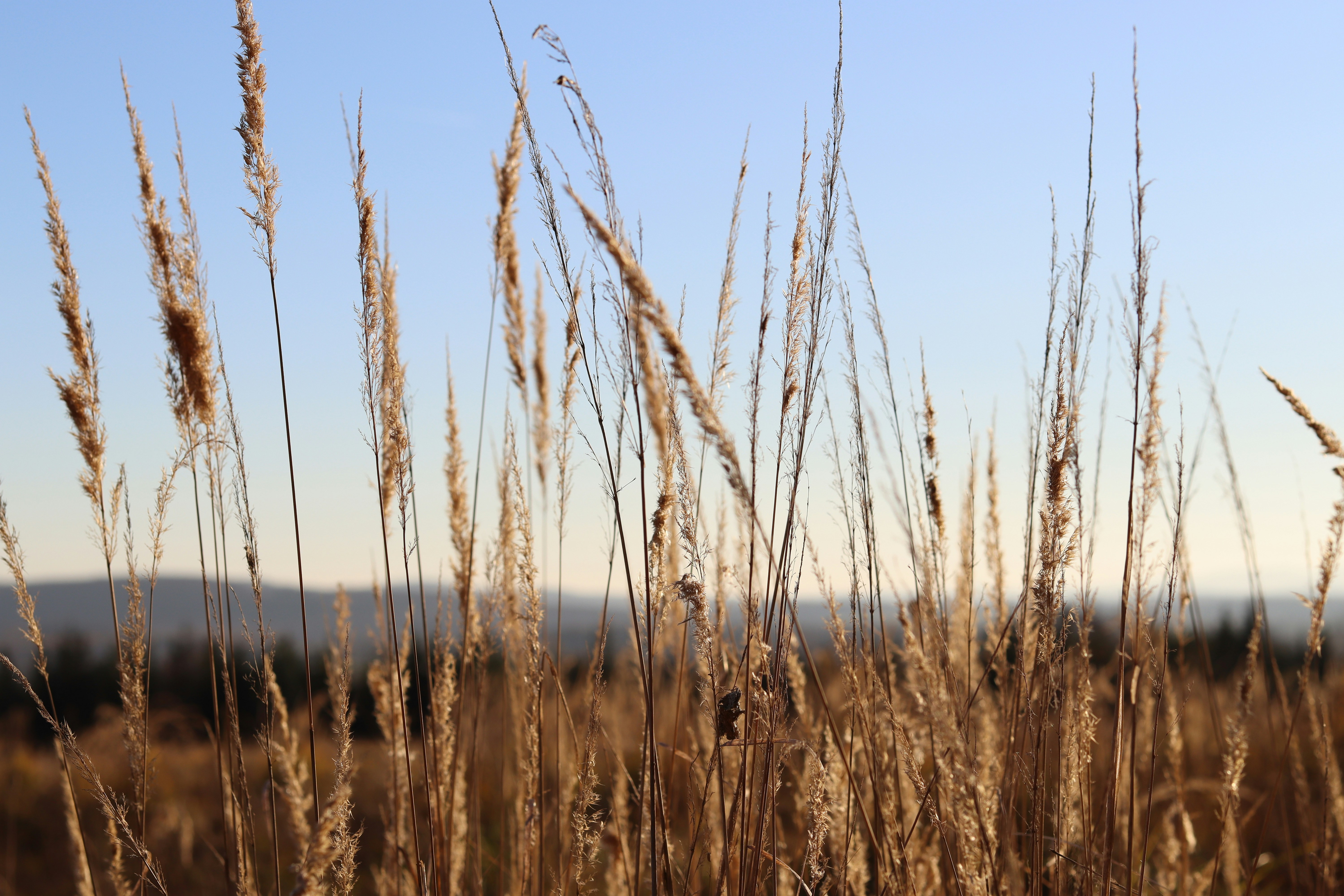 A field of tall brown grass with mountains in the background photo ...