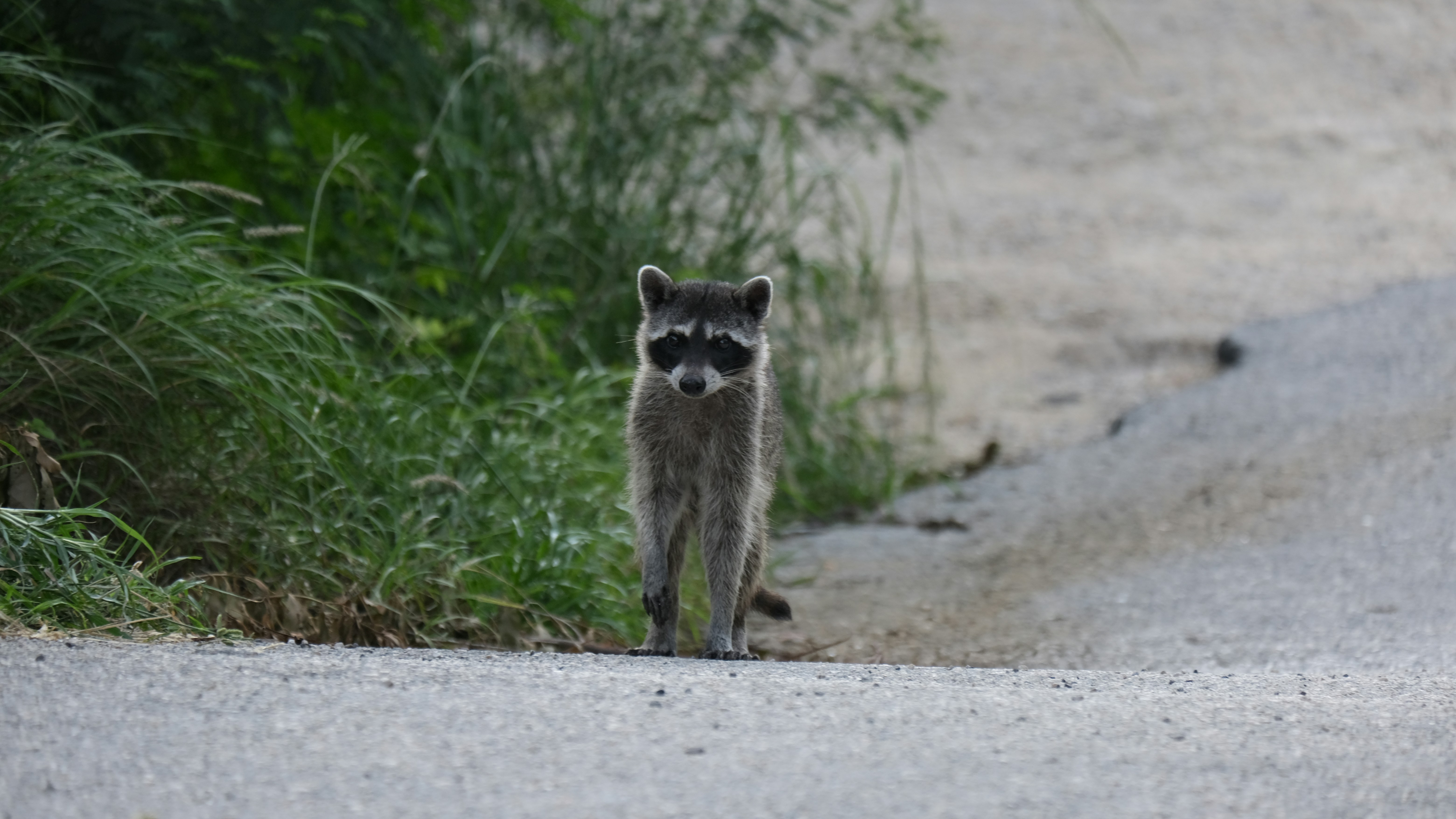 Tiny Crisp-Cloaked Stalker on a Gravel Crossing